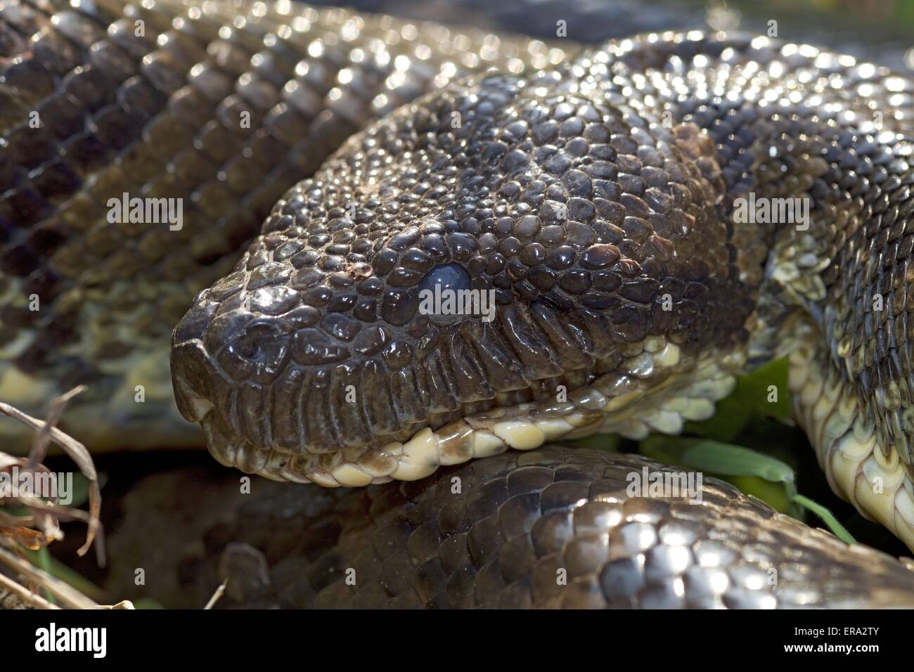 Boa serpents hi-res stock photography and images - Alamy