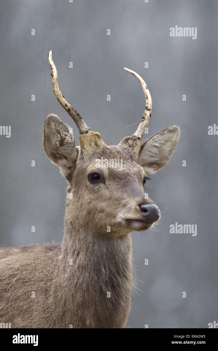 Sika deer fall hi-res stock photography and images - Alamy