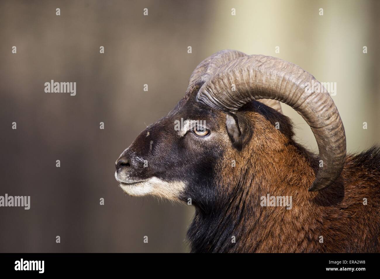 Sheep Head Profile High Resolution Stock Photography and Images - Alamy