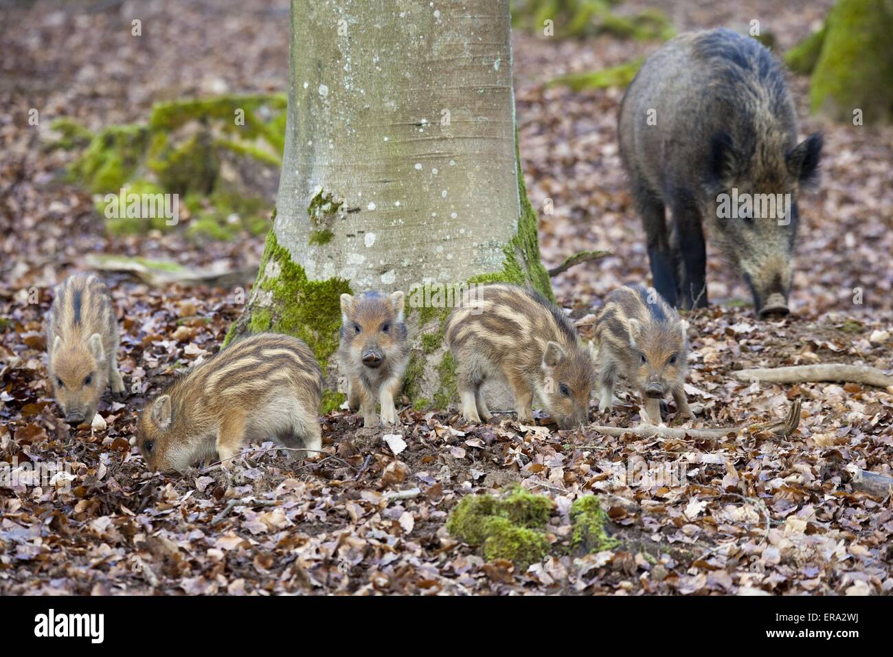 Wild boars family hi-res stock photography and images - Alamy
