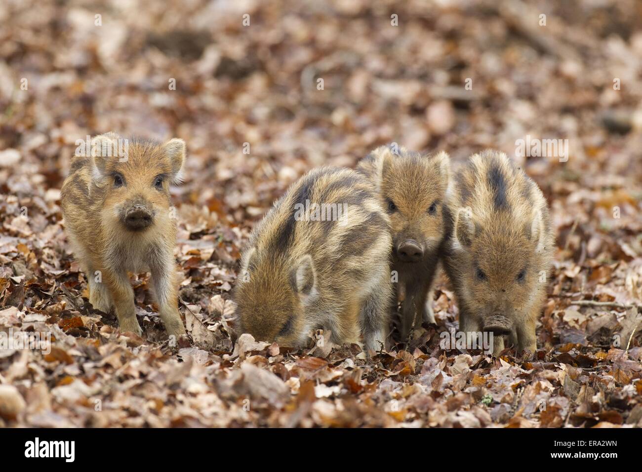 Four piglets hi-res stock photography and images - Alamy
