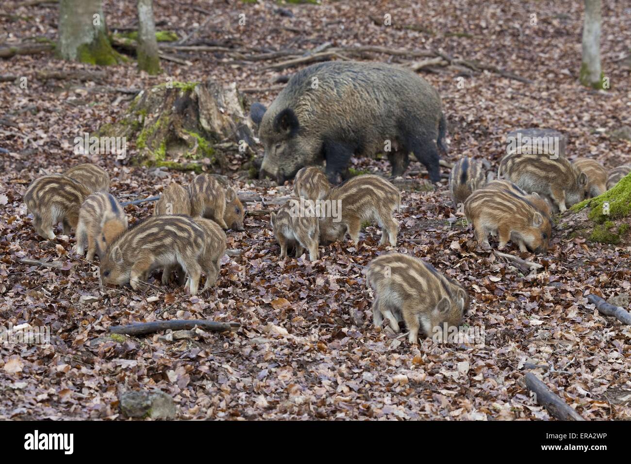 Group of hogs hi-res stock photography and images - Alamy