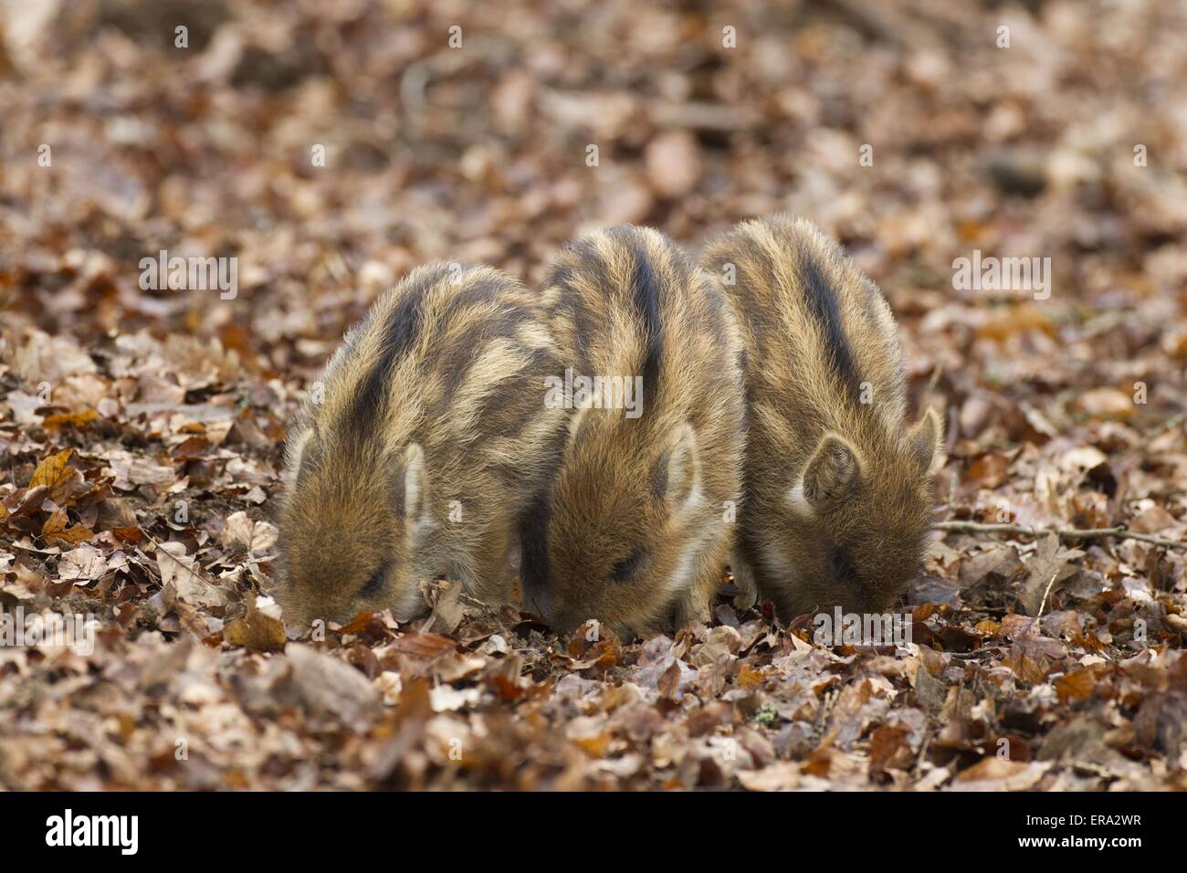 Wild boar piglets stand hi-res stock photography and images - Alamy