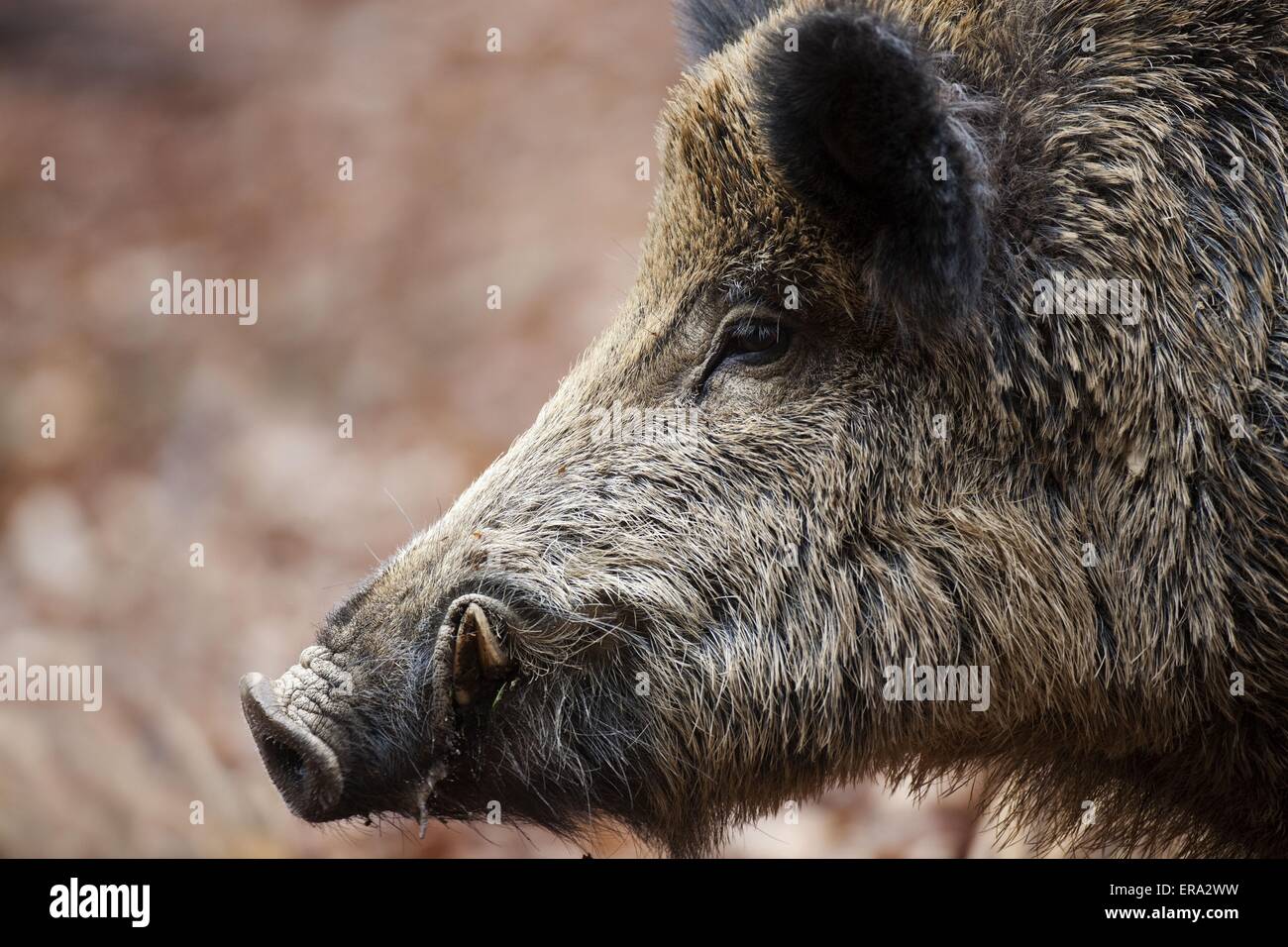 Wild boars heads hi-res stock photography and images - Alamy
