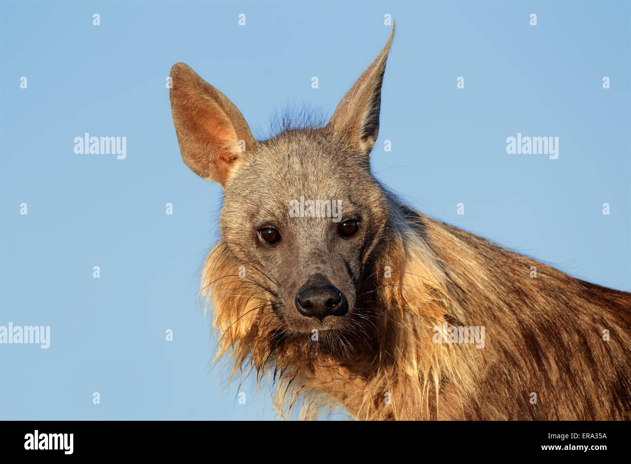 Hyena eyes hi-res stock photography and images - Alamy