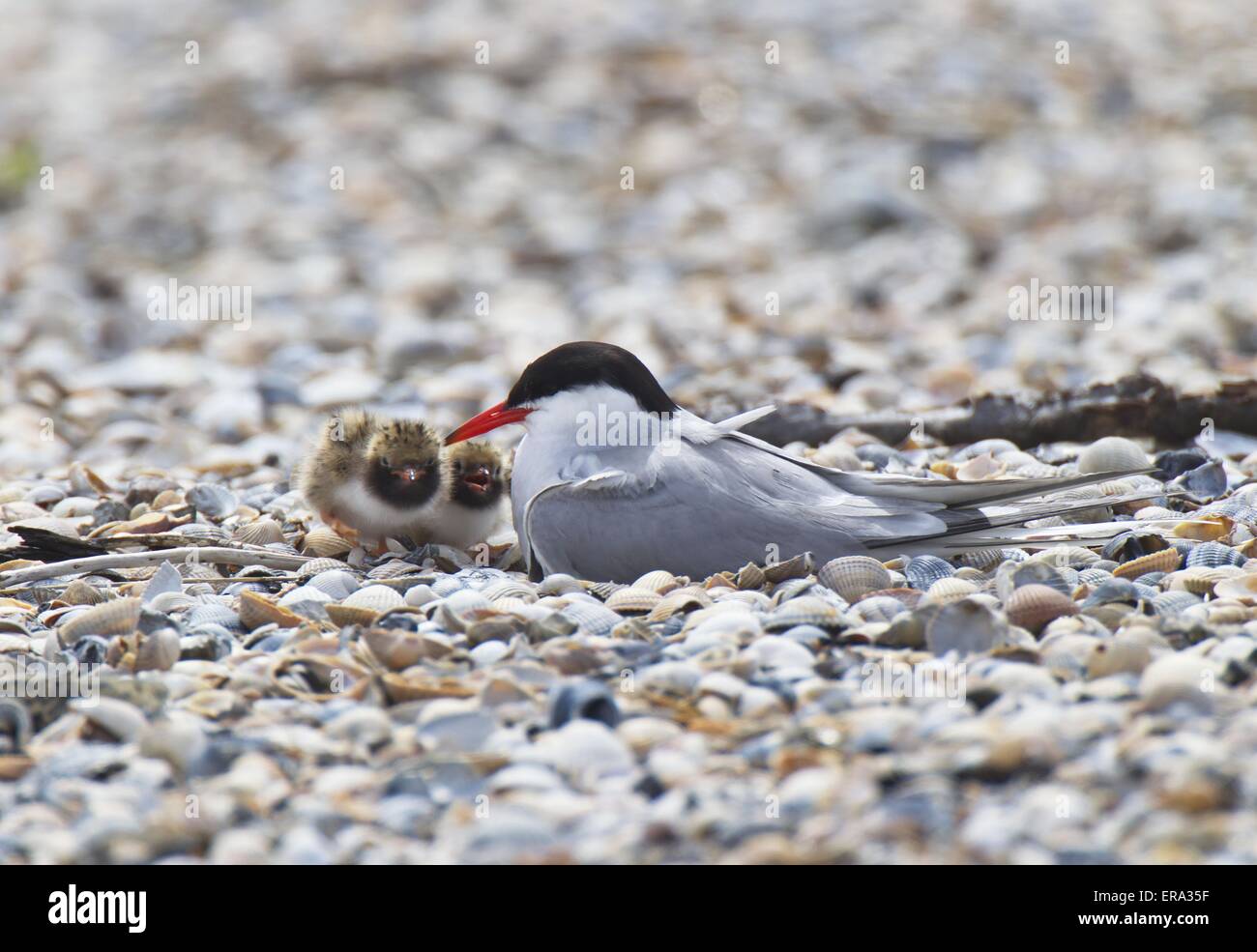 Common tern and chicks hi-res stock photography and images - Alamy
