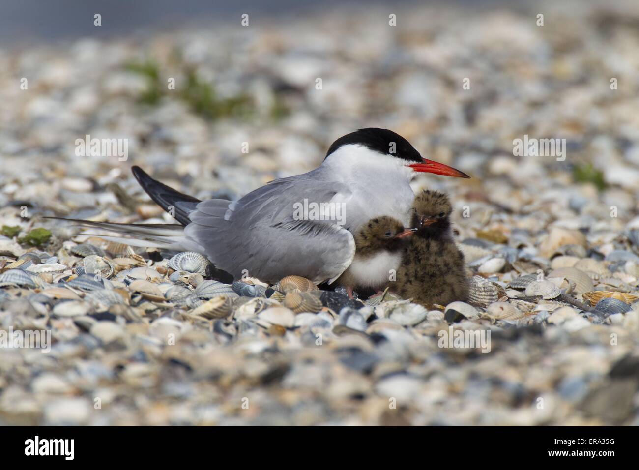 Common terns with chicks hi-res stock photography and images - Alamy