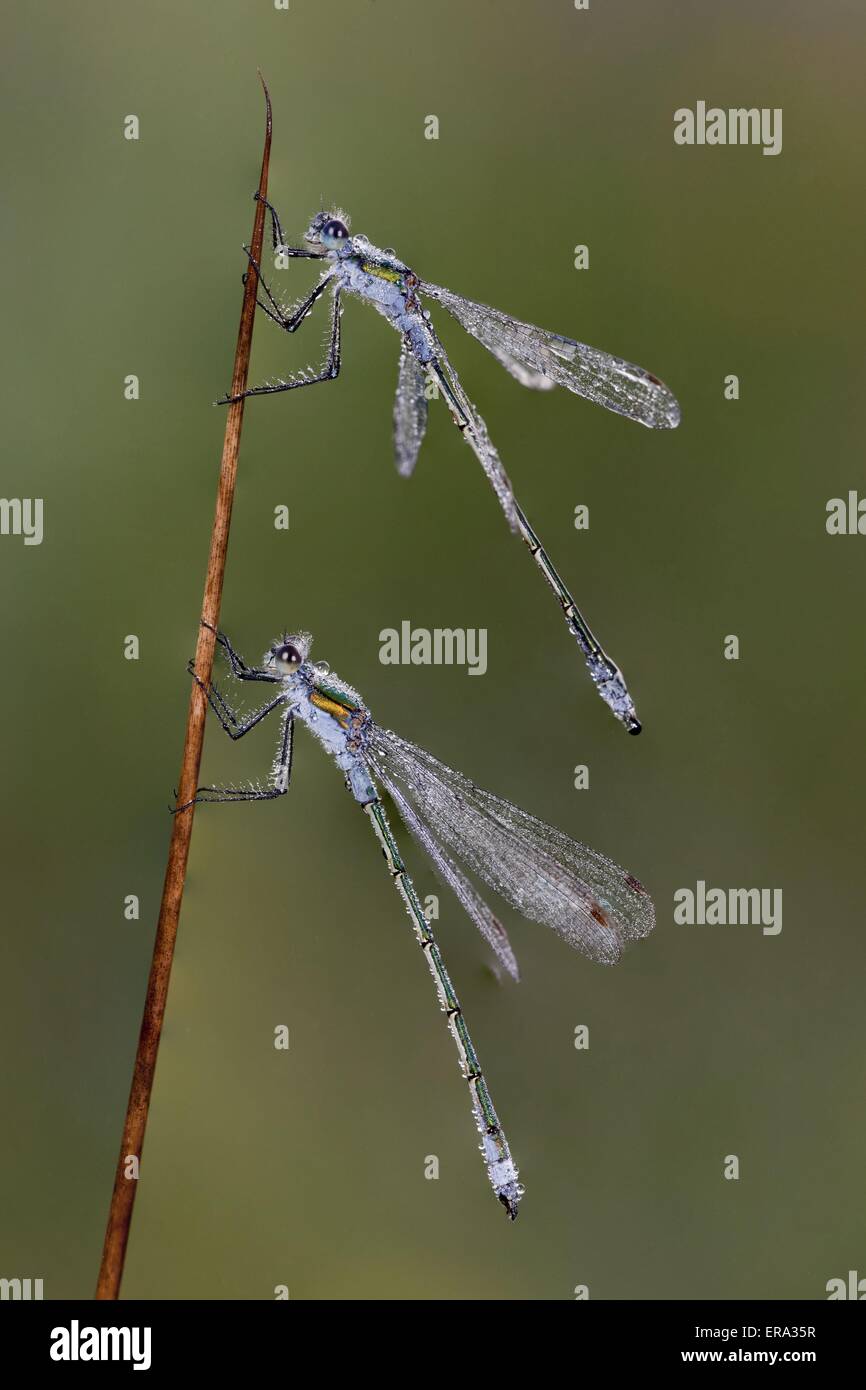 Lateral view of damselfly hi-res stock photography and images - Alamy