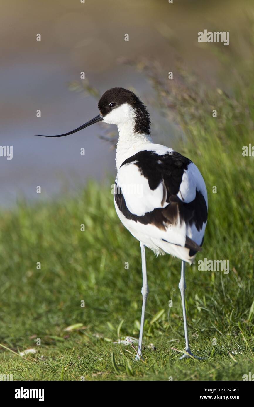 Pied avocet hi-res stock photography and images - Alamy