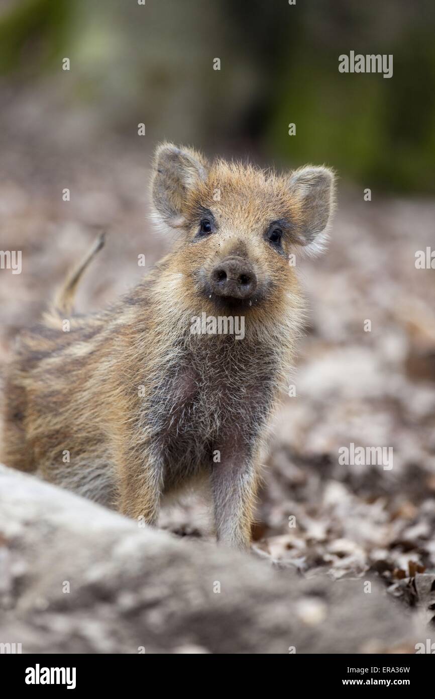 young wild hog Stock Photo - Alamy