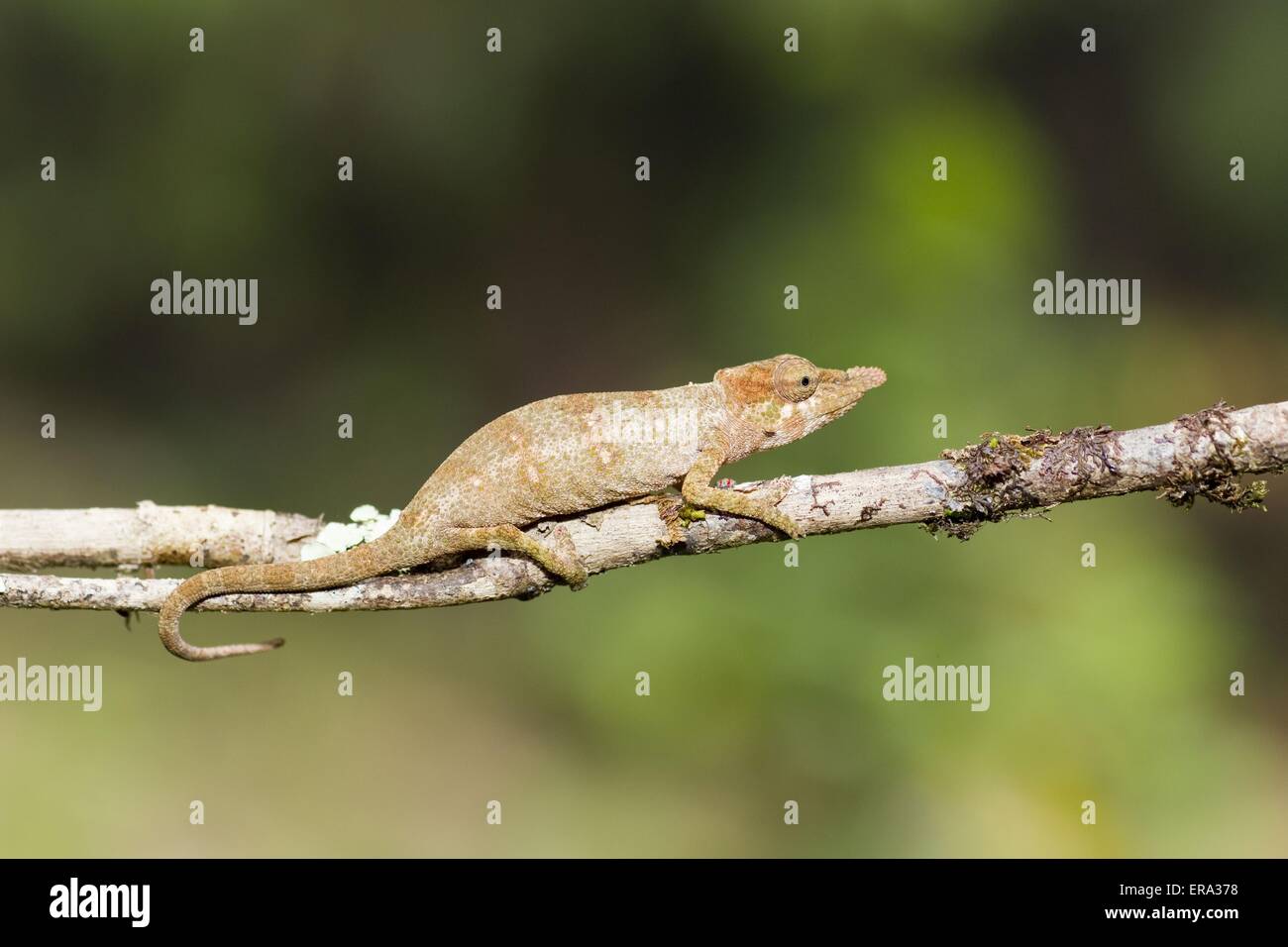 Side view of a chameleon hi-res stock photography and images - Alamy