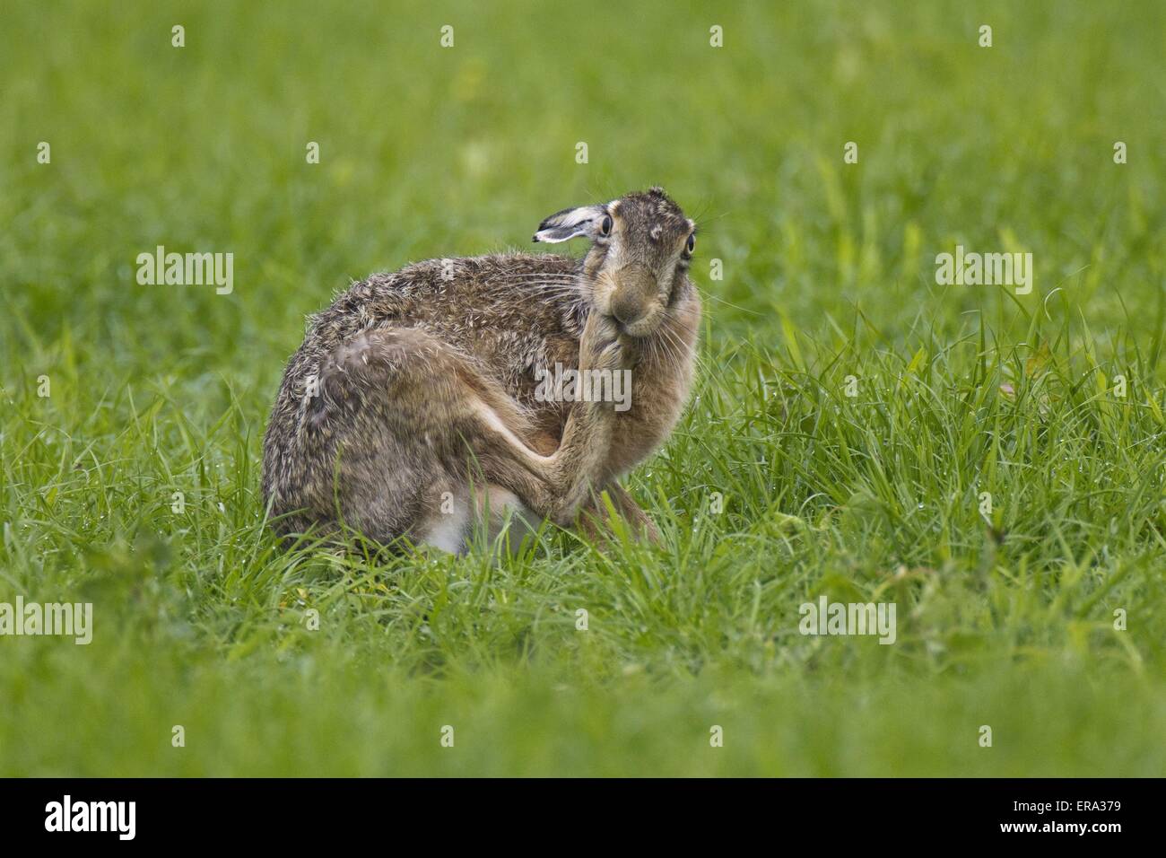 Hare behavior hi-res stock photography and images - Alamy