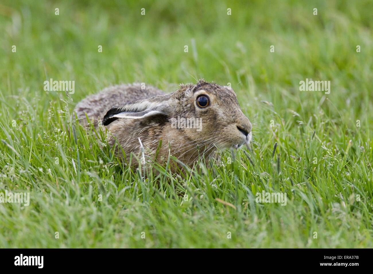 Hare greenfield hi-res stock photography and images - Alamy