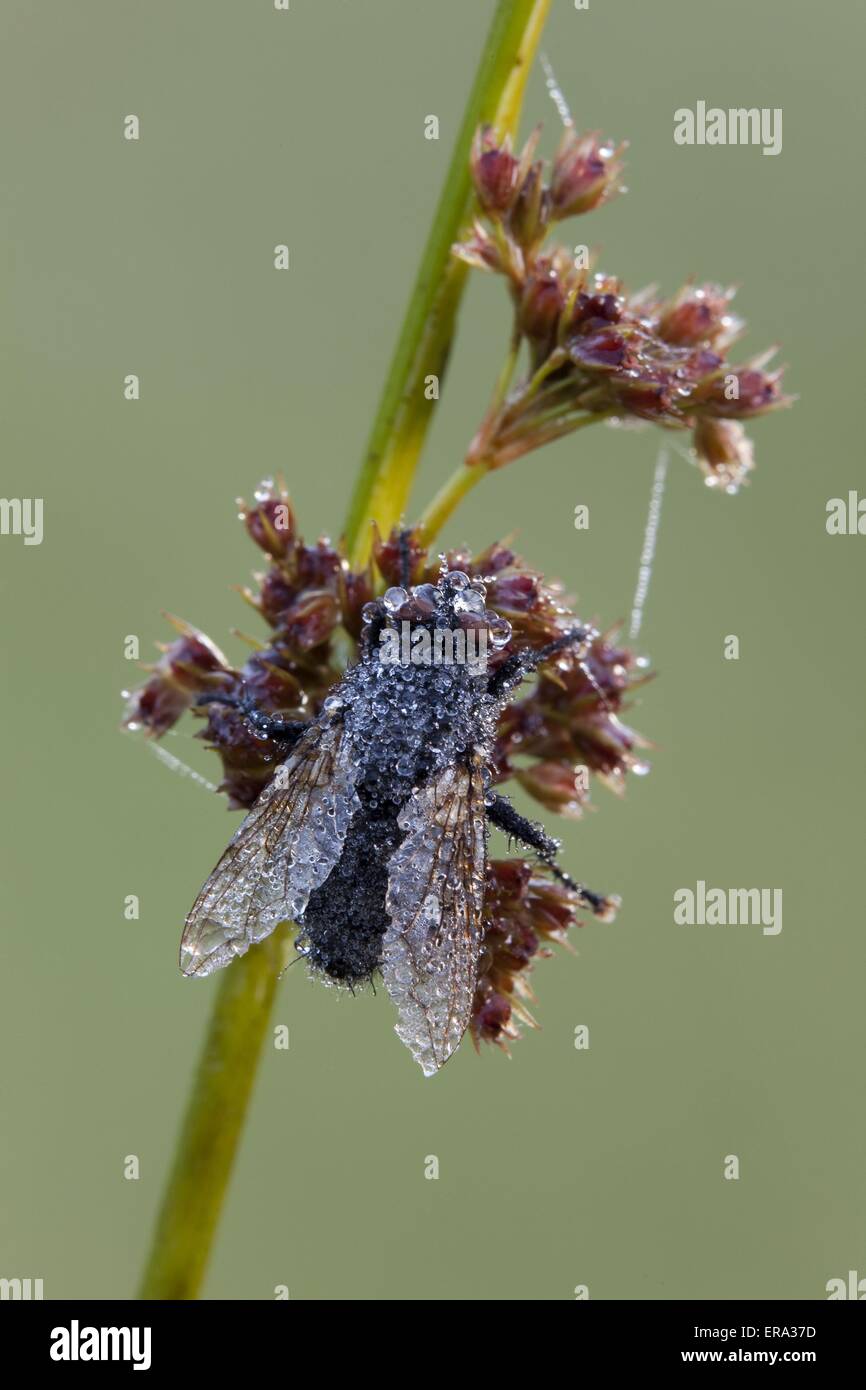 Dipterous insects High Resolution Stock Photography and Images - Alamy