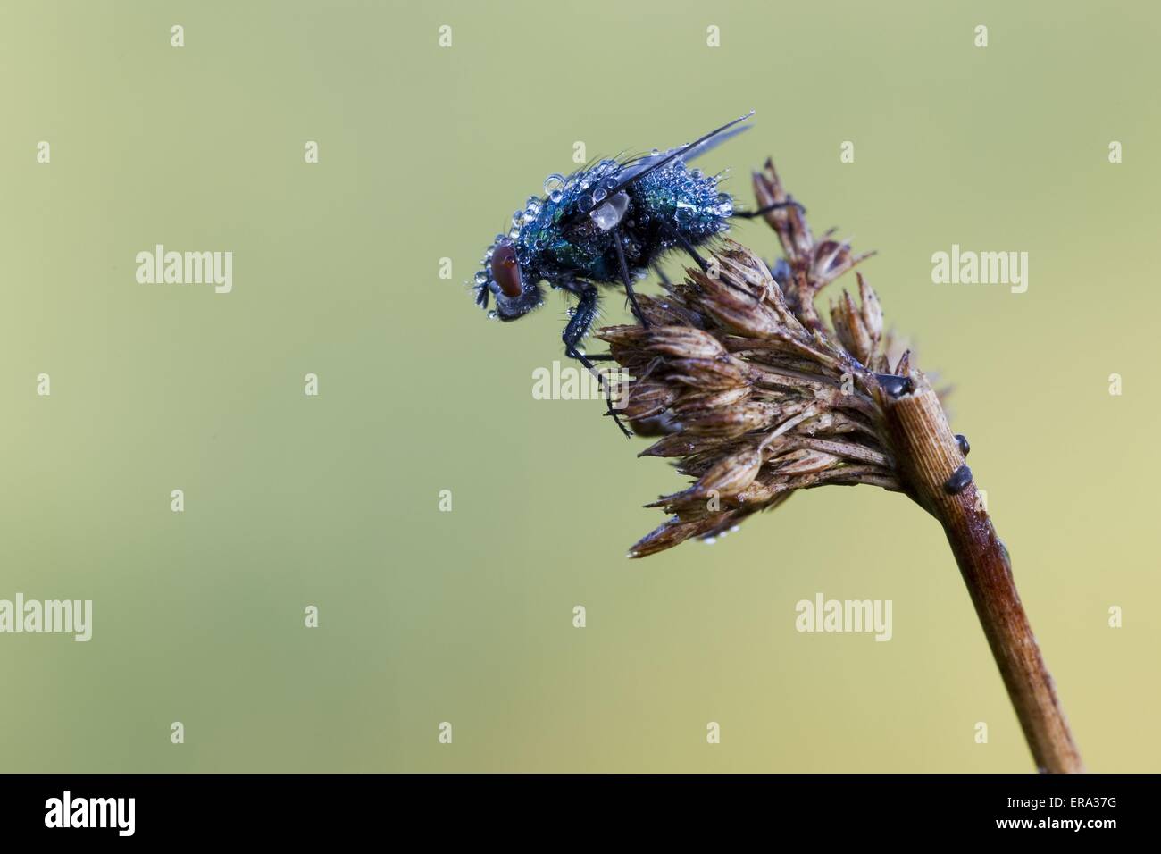 Dipterous fly hi-res stock photography and images - Alamy