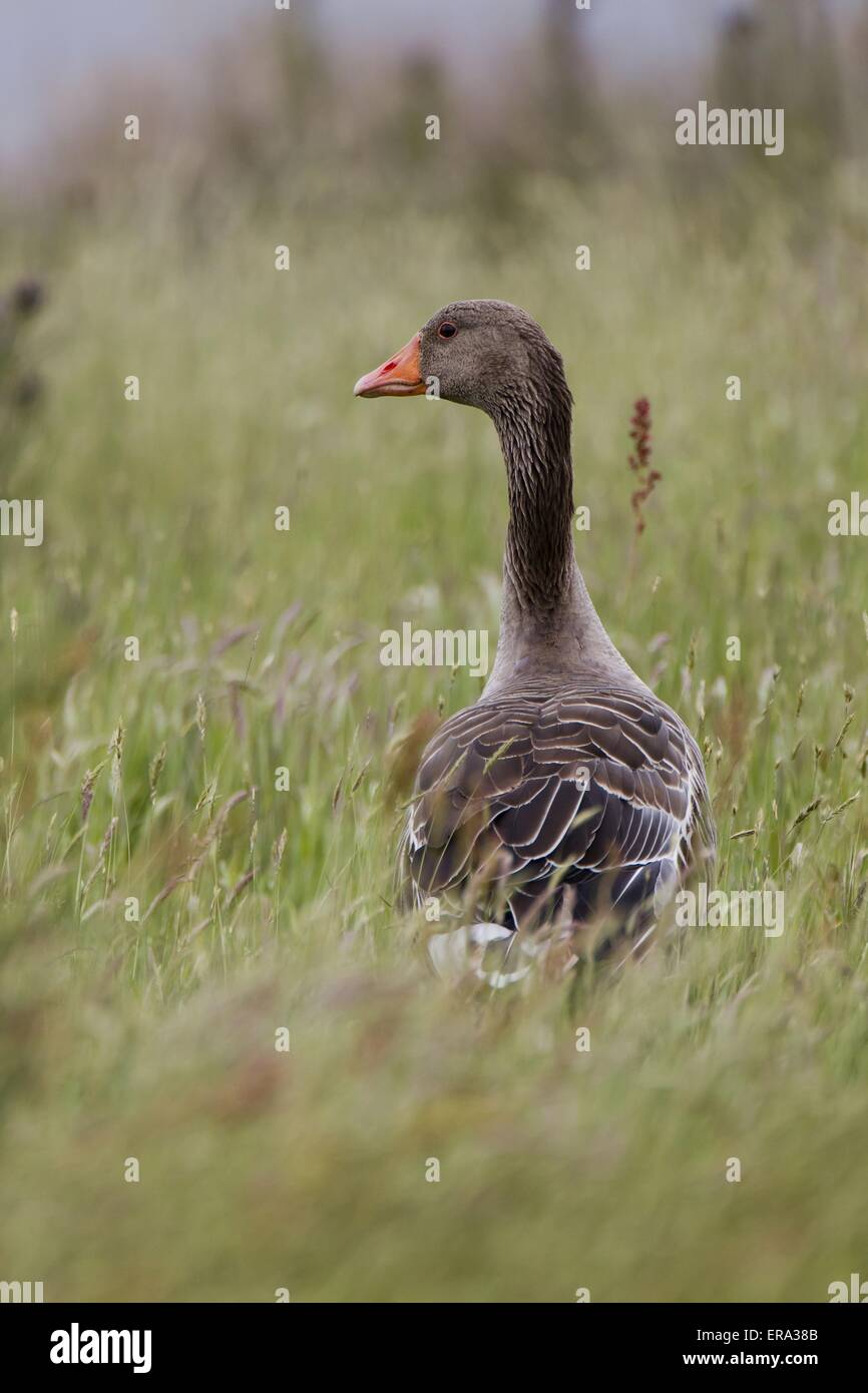 Back view of a goose hi-res stock photography and images - Alamy