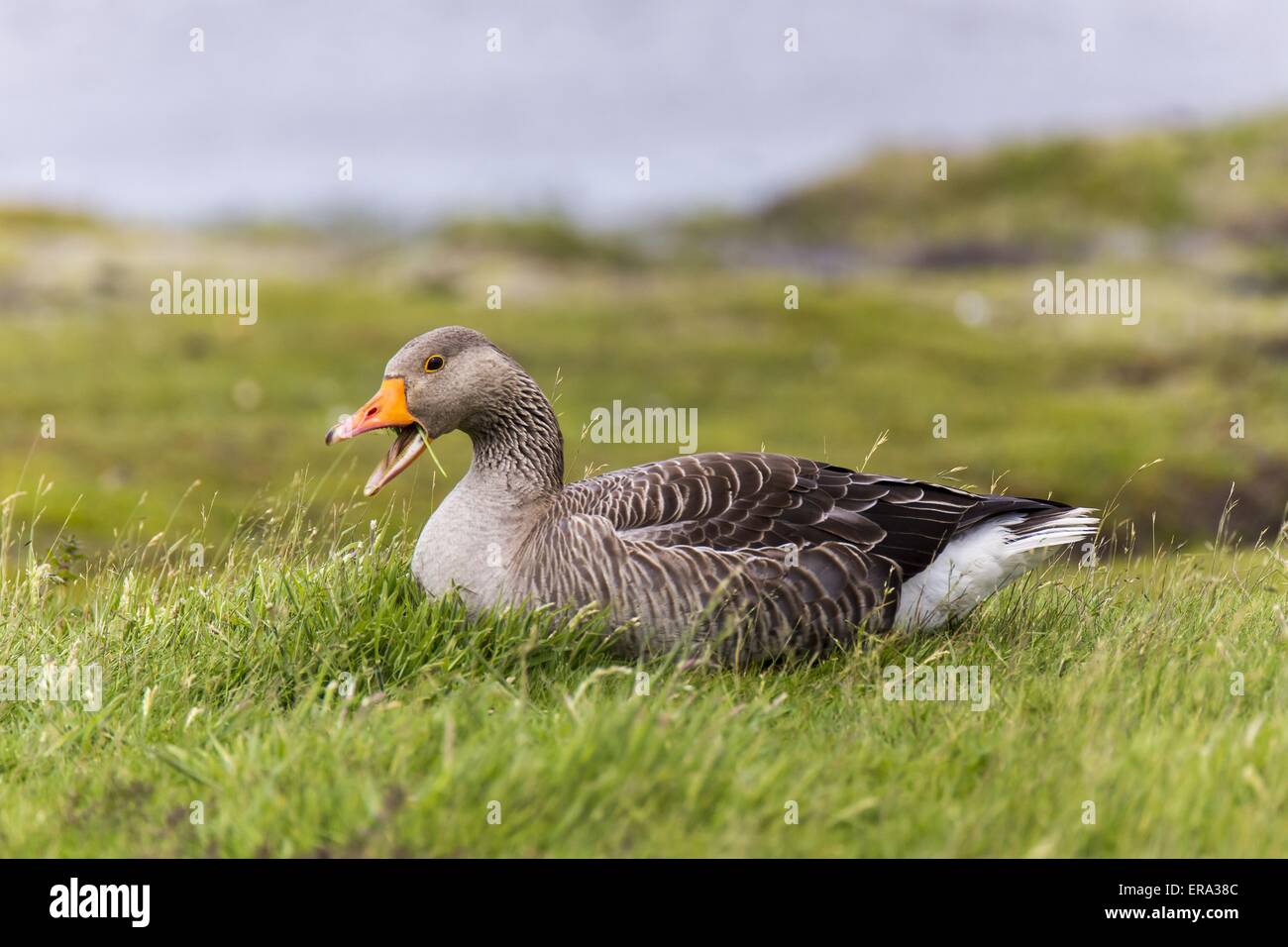 Goose bills hi-res stock photography and images - Alamy