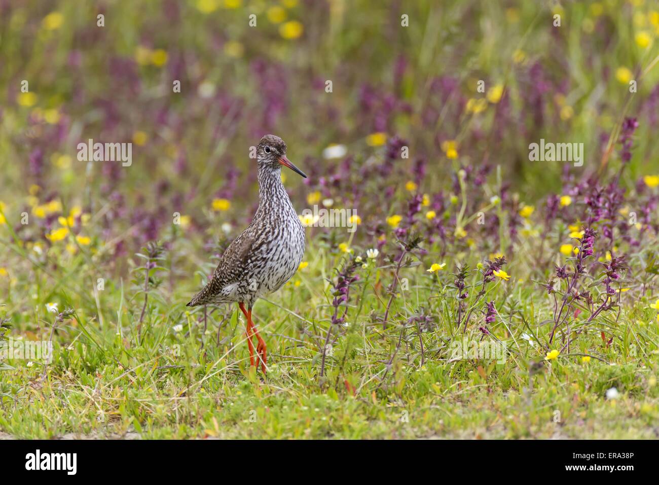 Redshank flowers hi-res stock photography and images - Alamy