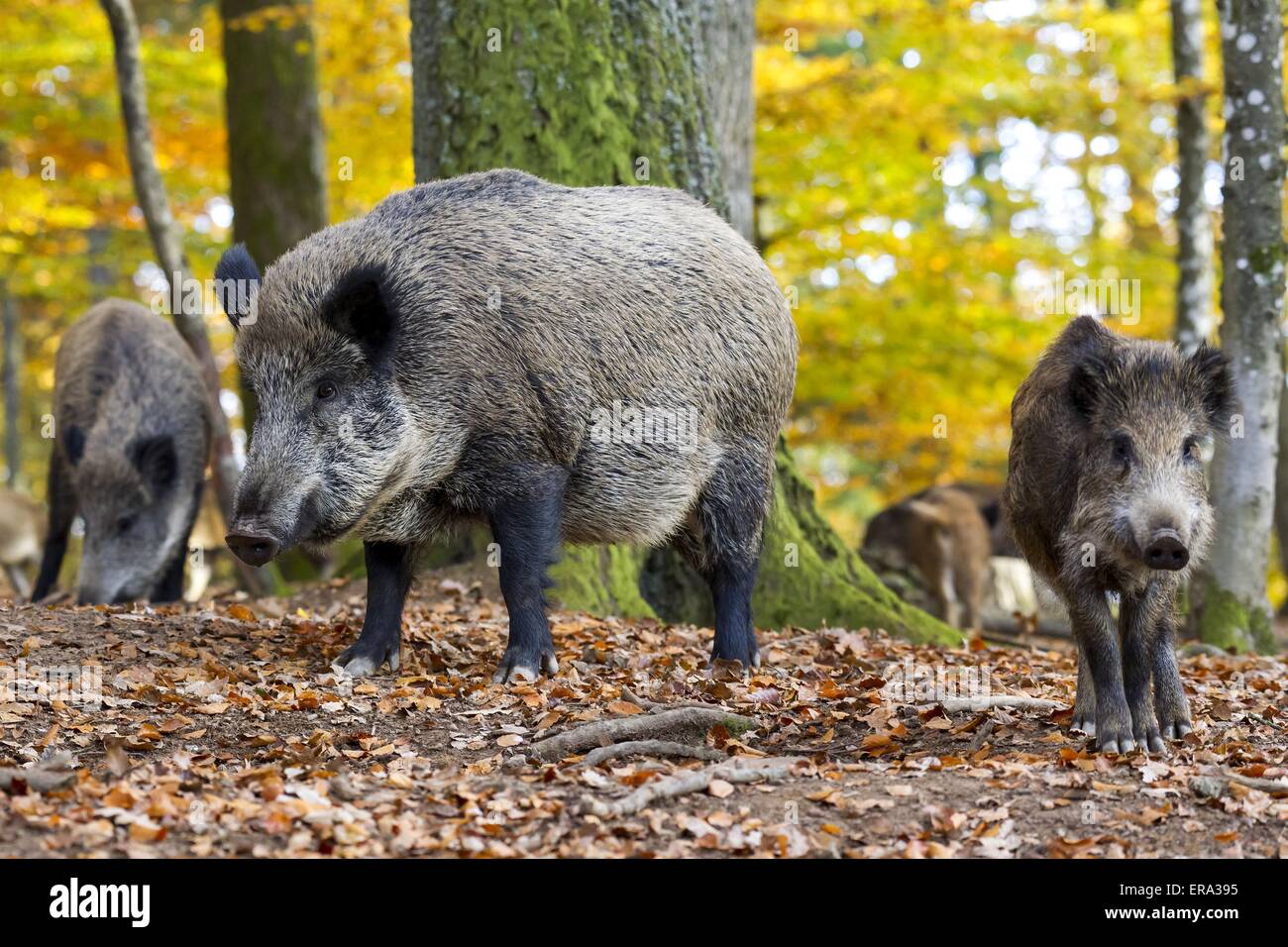 Adult Young Wild Boars Sus High Resolution Stock Photography and Images ...