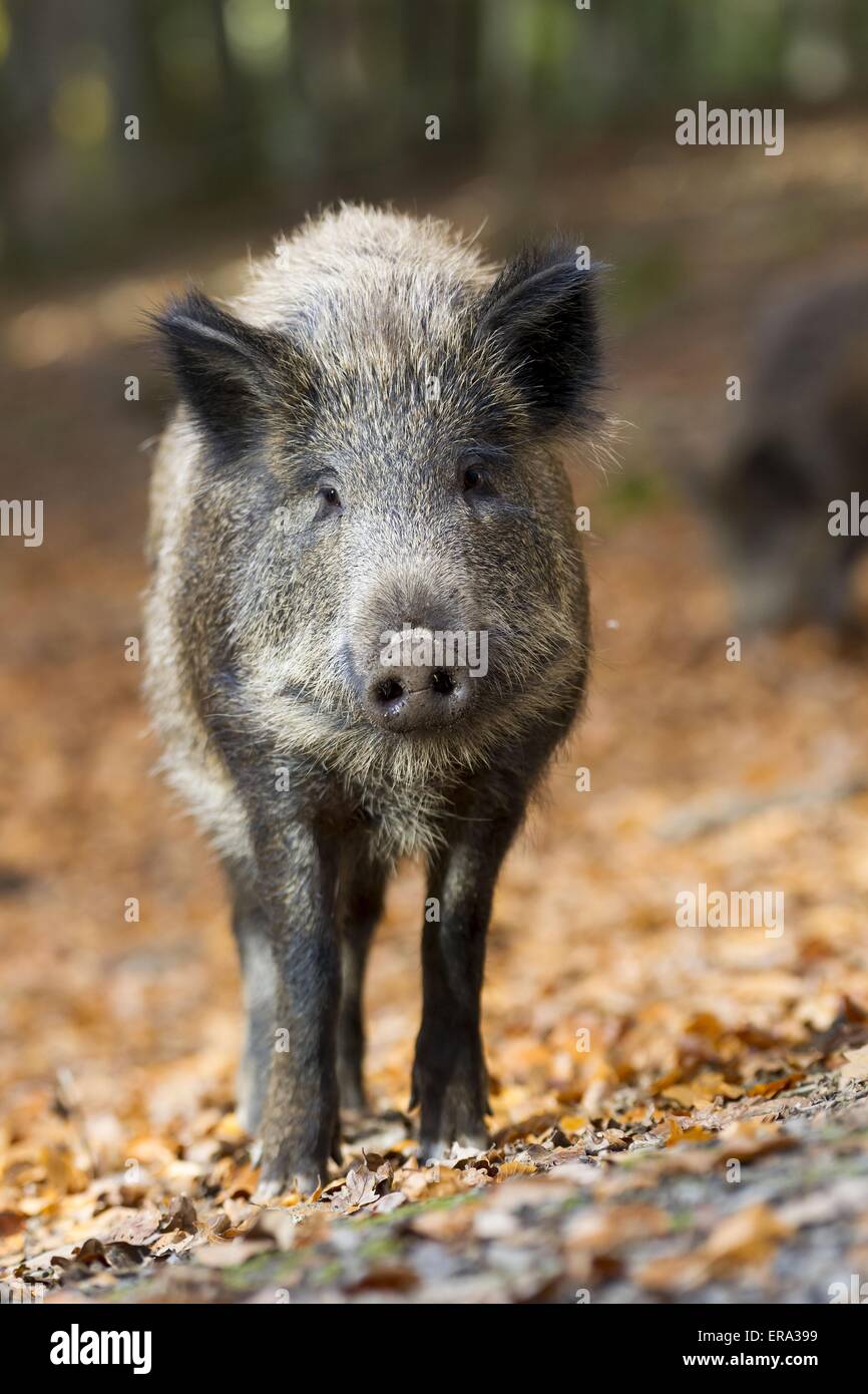 Camera hog hi-res stock photography and images - Alamy