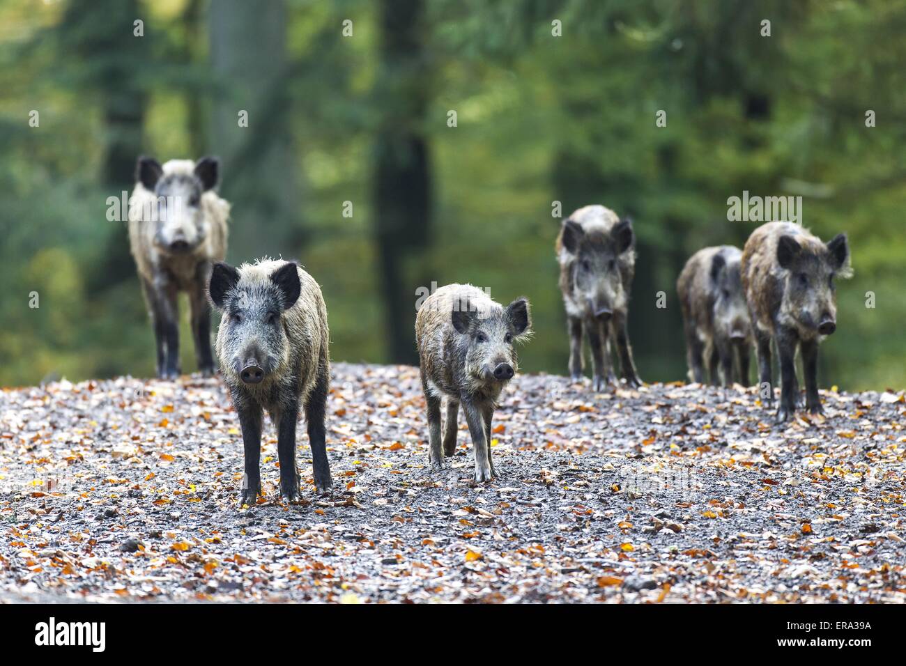 Hogs hi-res stock photography and images - Alamy