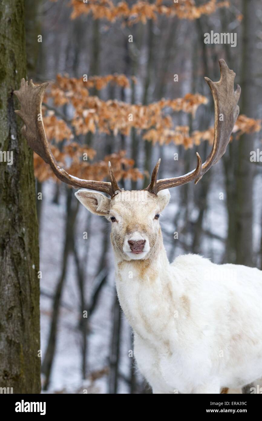 White hart fallow deer hi-res stock photography and images - Alamy