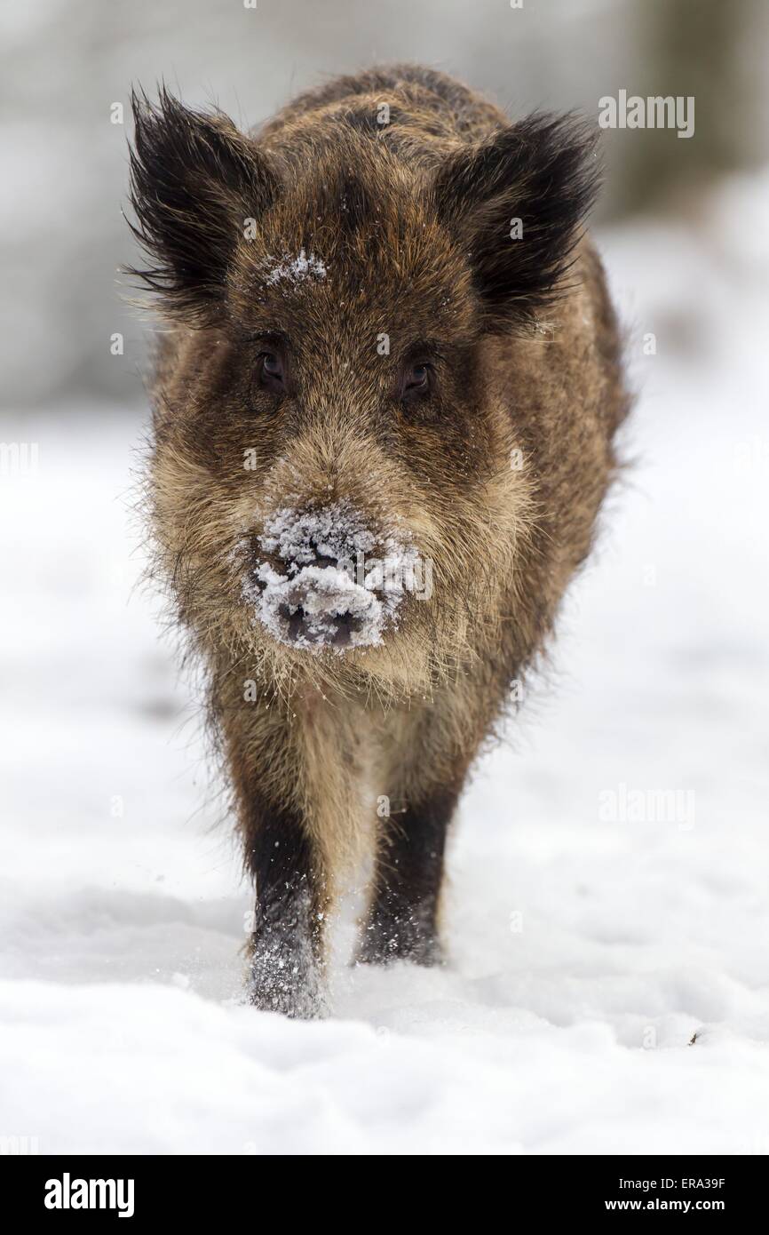 Wildboar snow hi-res stock photography and images - Alamy