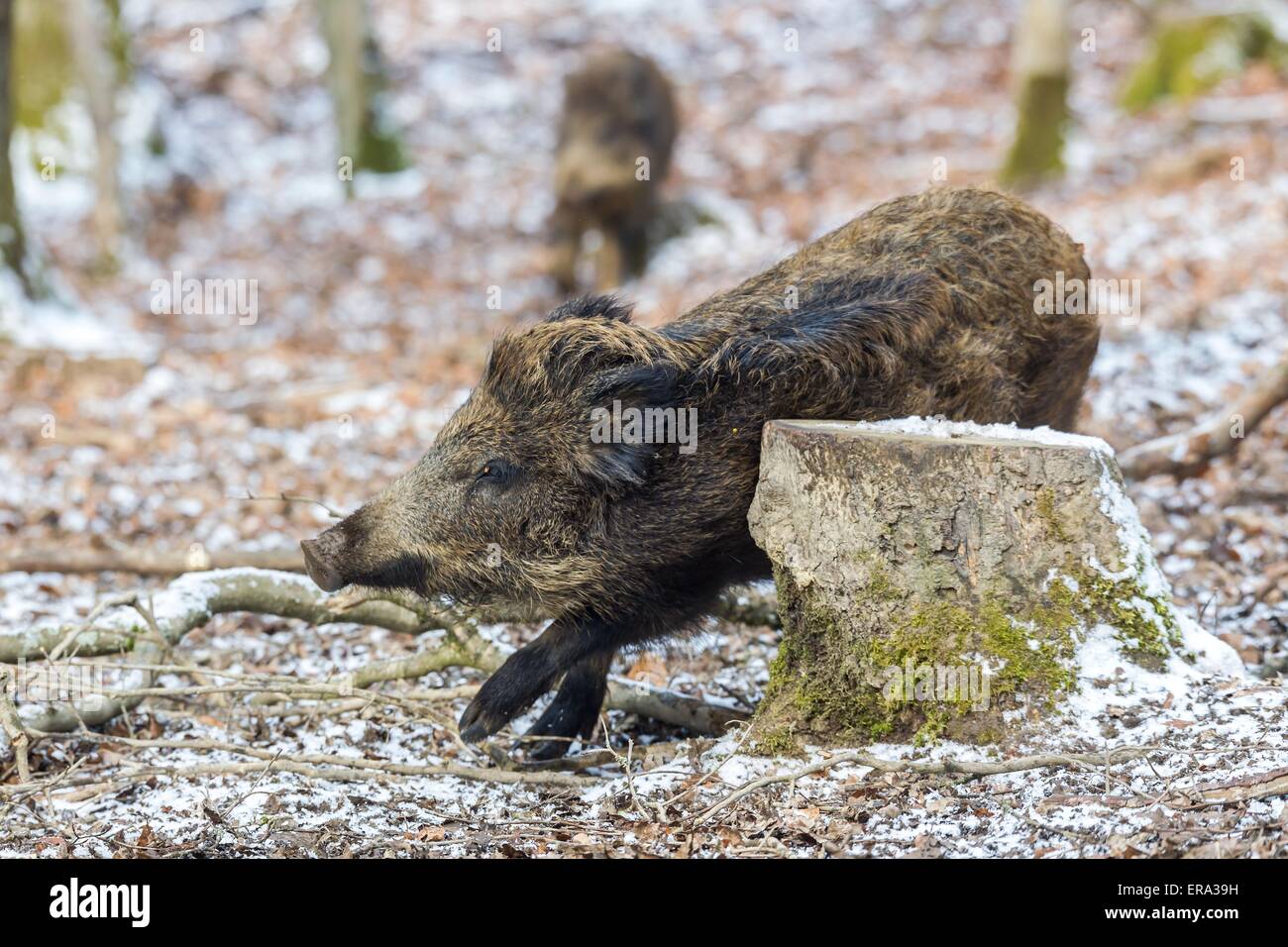 Wild boar sus scratching tree hi-res stock photography and images - Alamy