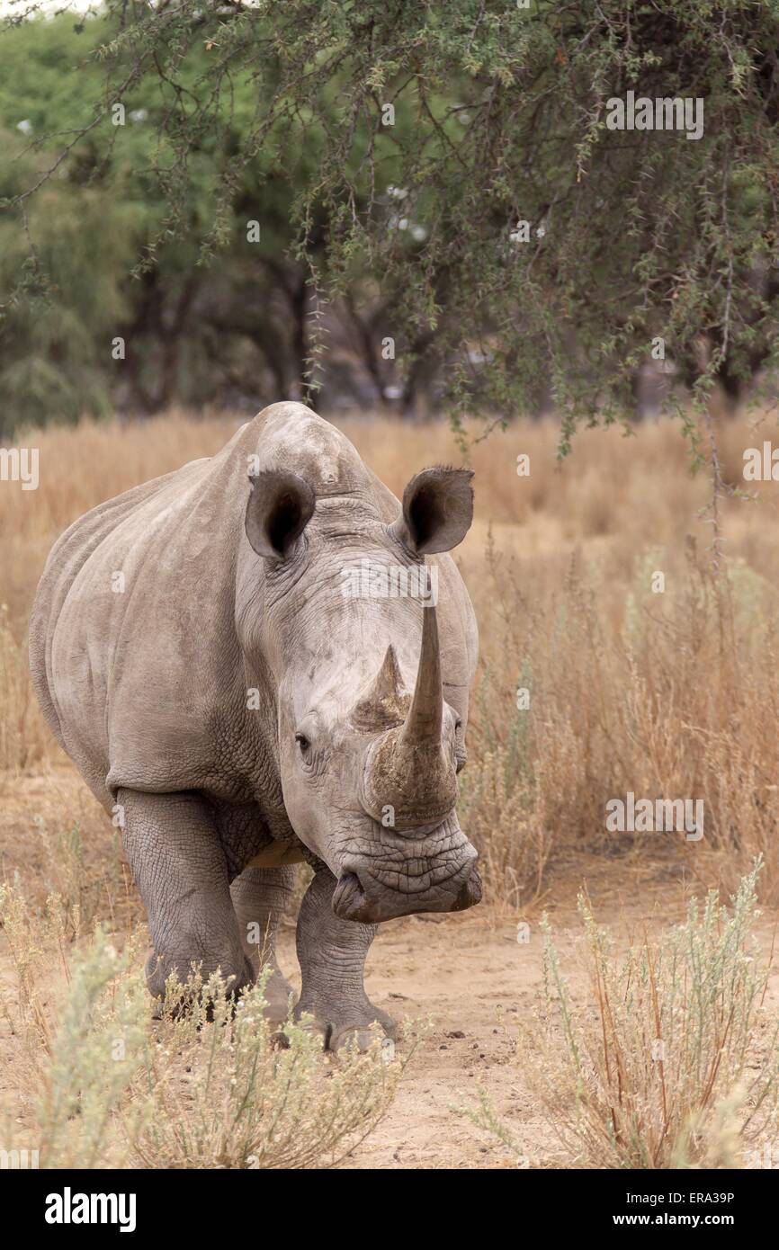 Solo rhino hi-res stock photography and images - Alamy