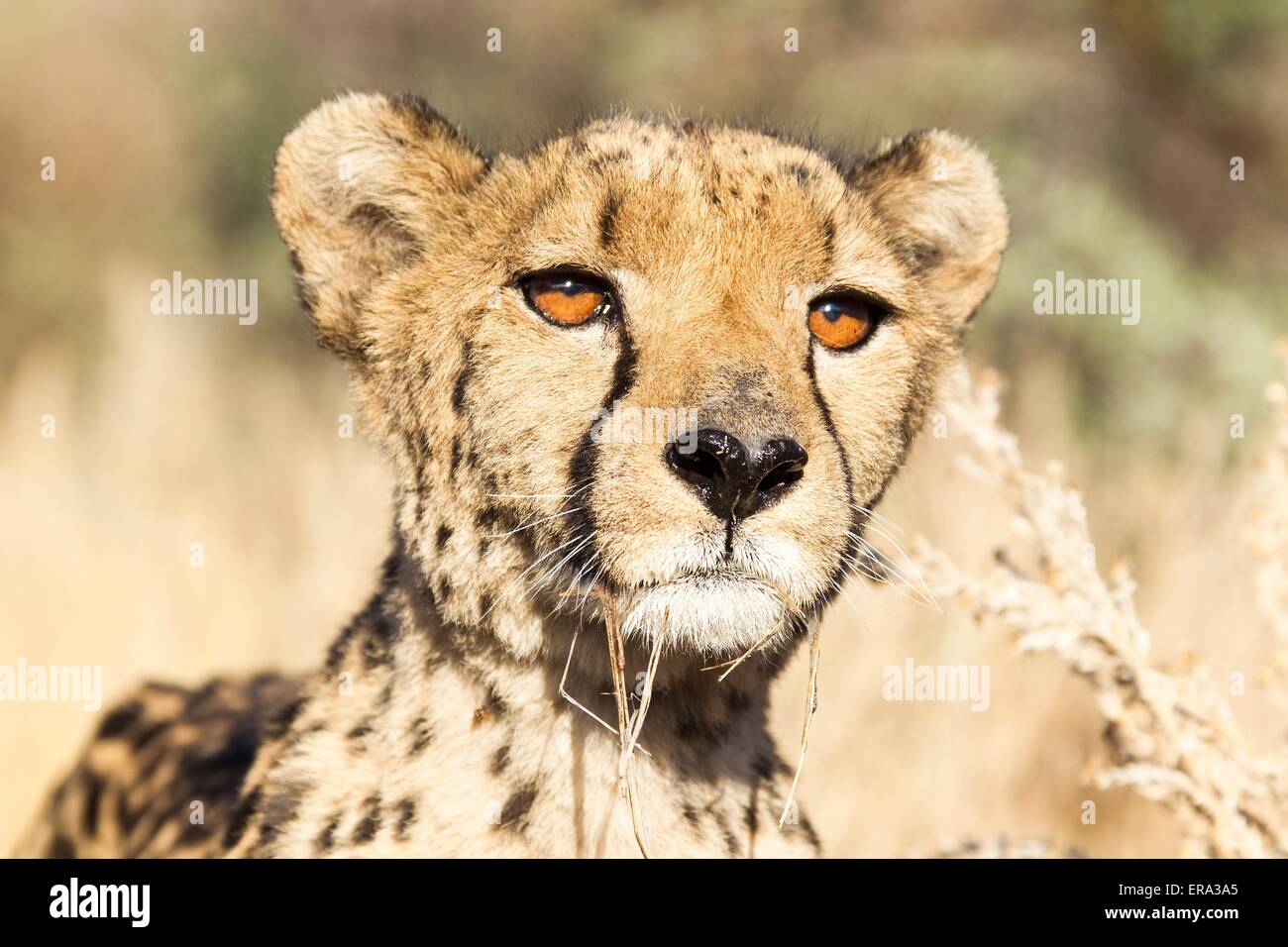 Frontal of a cheetah hi-res stock photography and images - Alamy