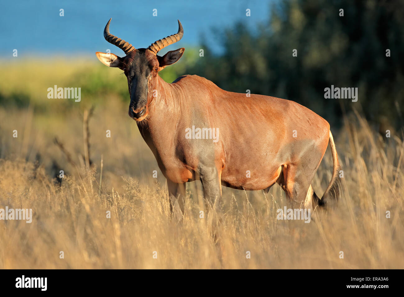 Rare tsessebe antelope (Damaliscus lunatus) in natural habitat, South ...