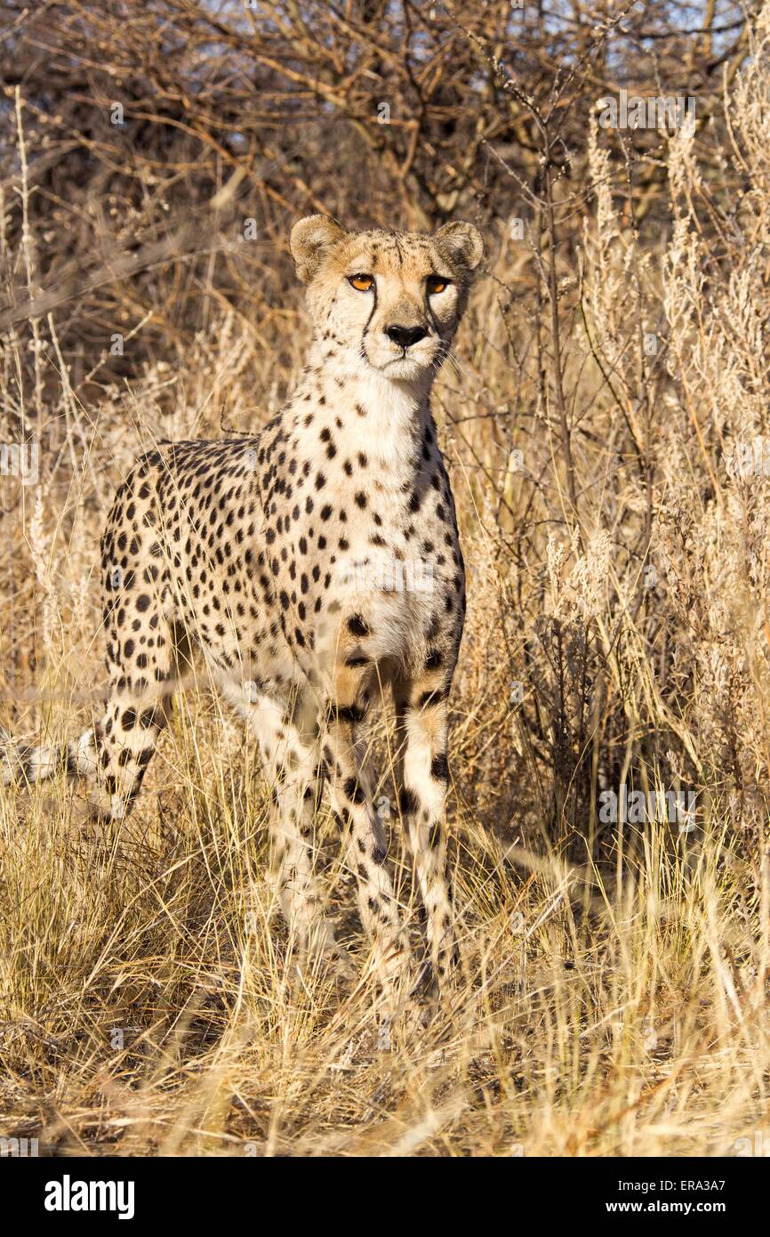 Frontal of a cheetah hi-res stock photography and images - Alamy