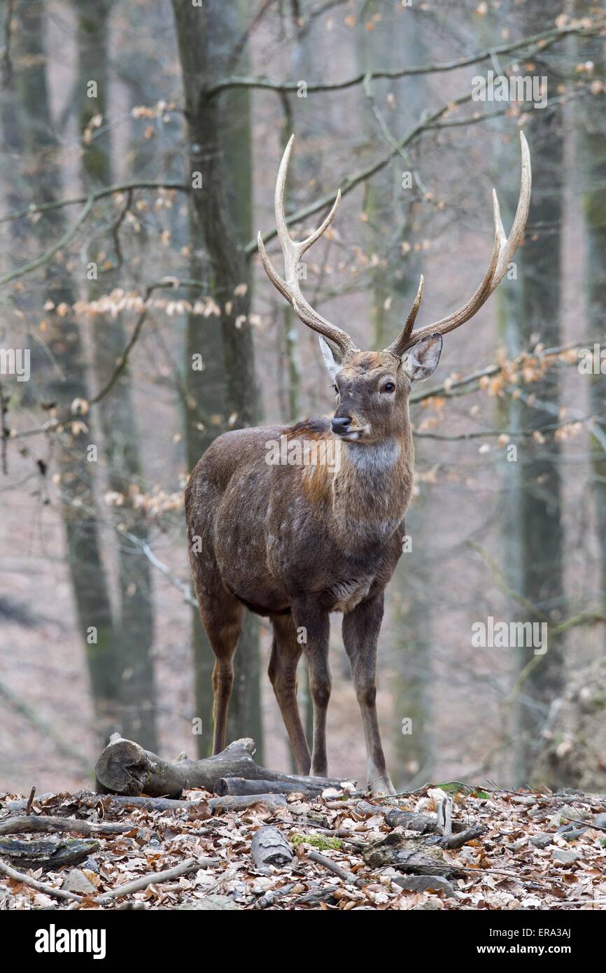 Sika fall hi-res stock photography and images - Alamy