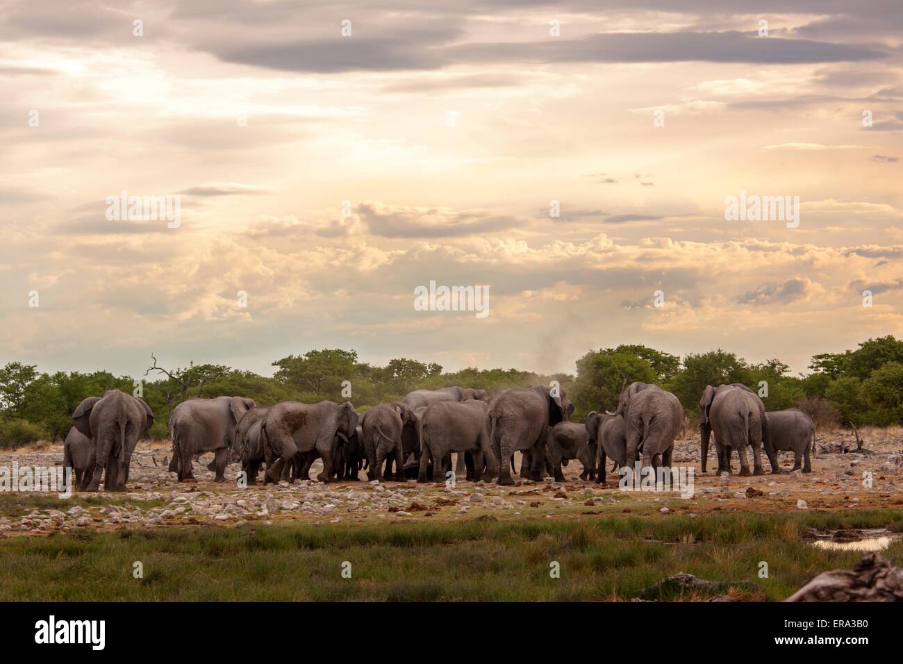 Elephants backside hi-res stock photography and images - Alamy