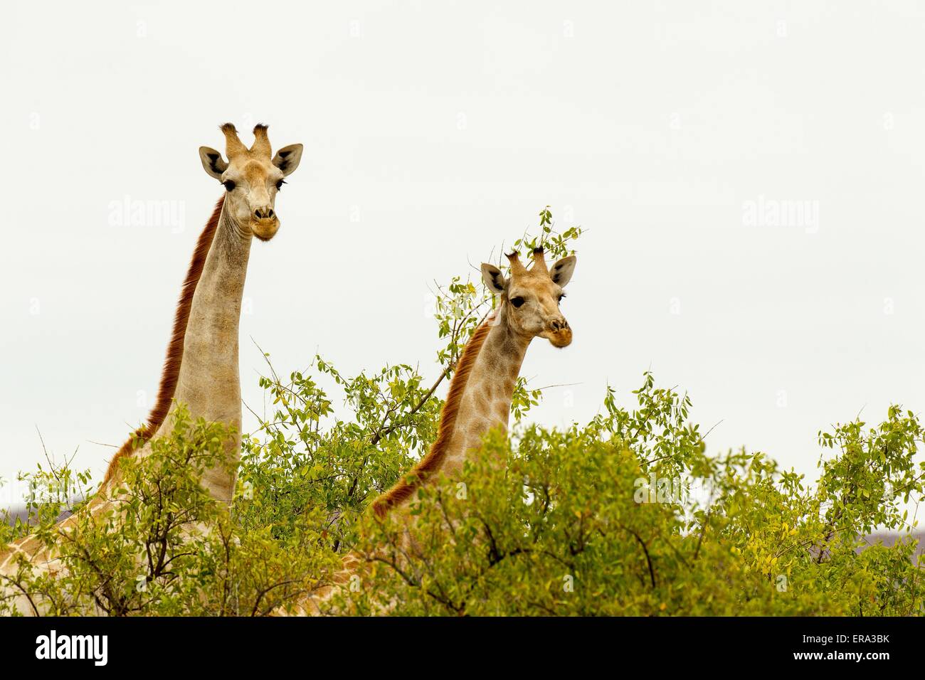 Portraits giraffes hi-res stock photography and images - Alamy