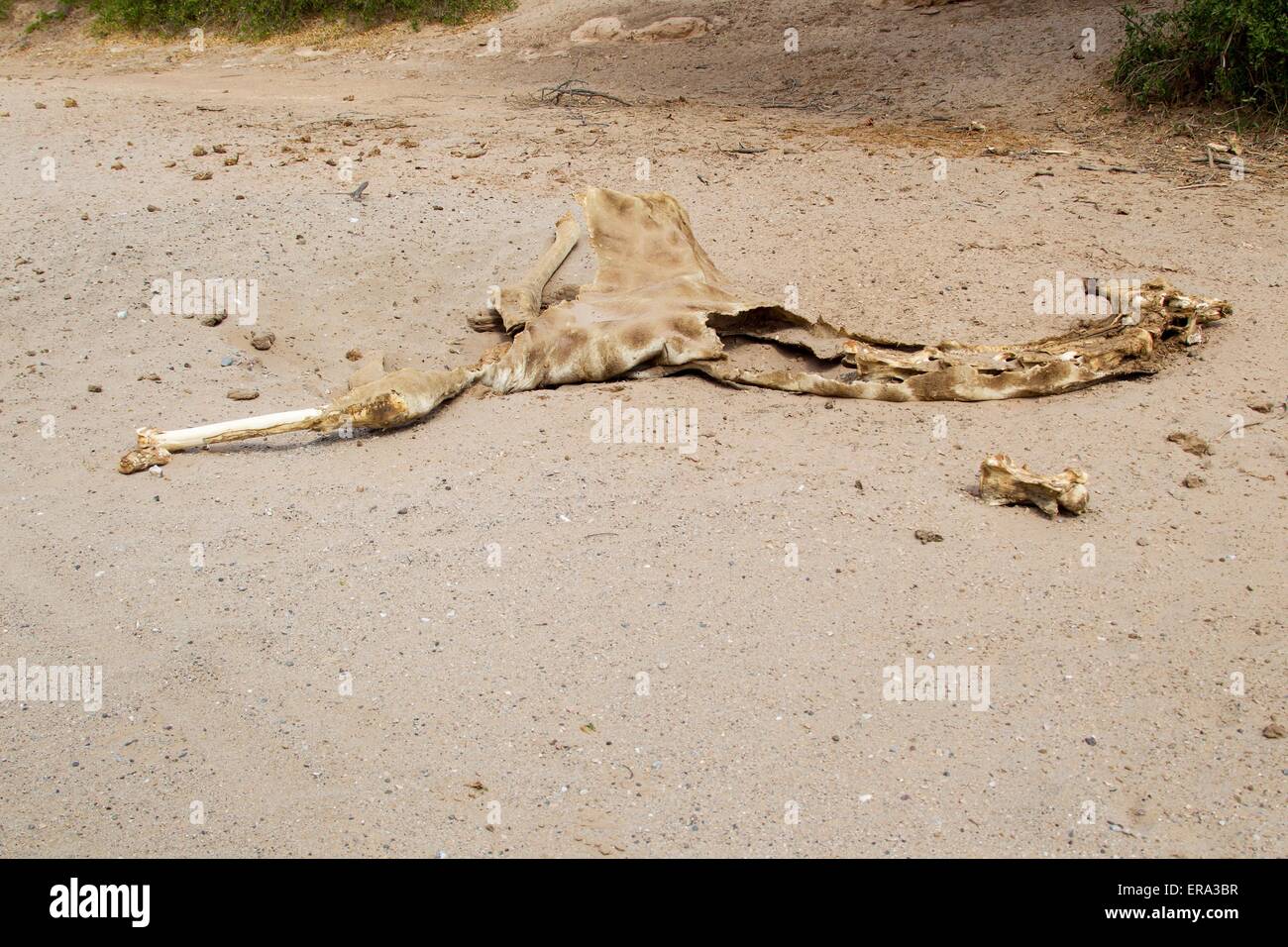 Dead giraffe hi-res stock photography and images - Alamy