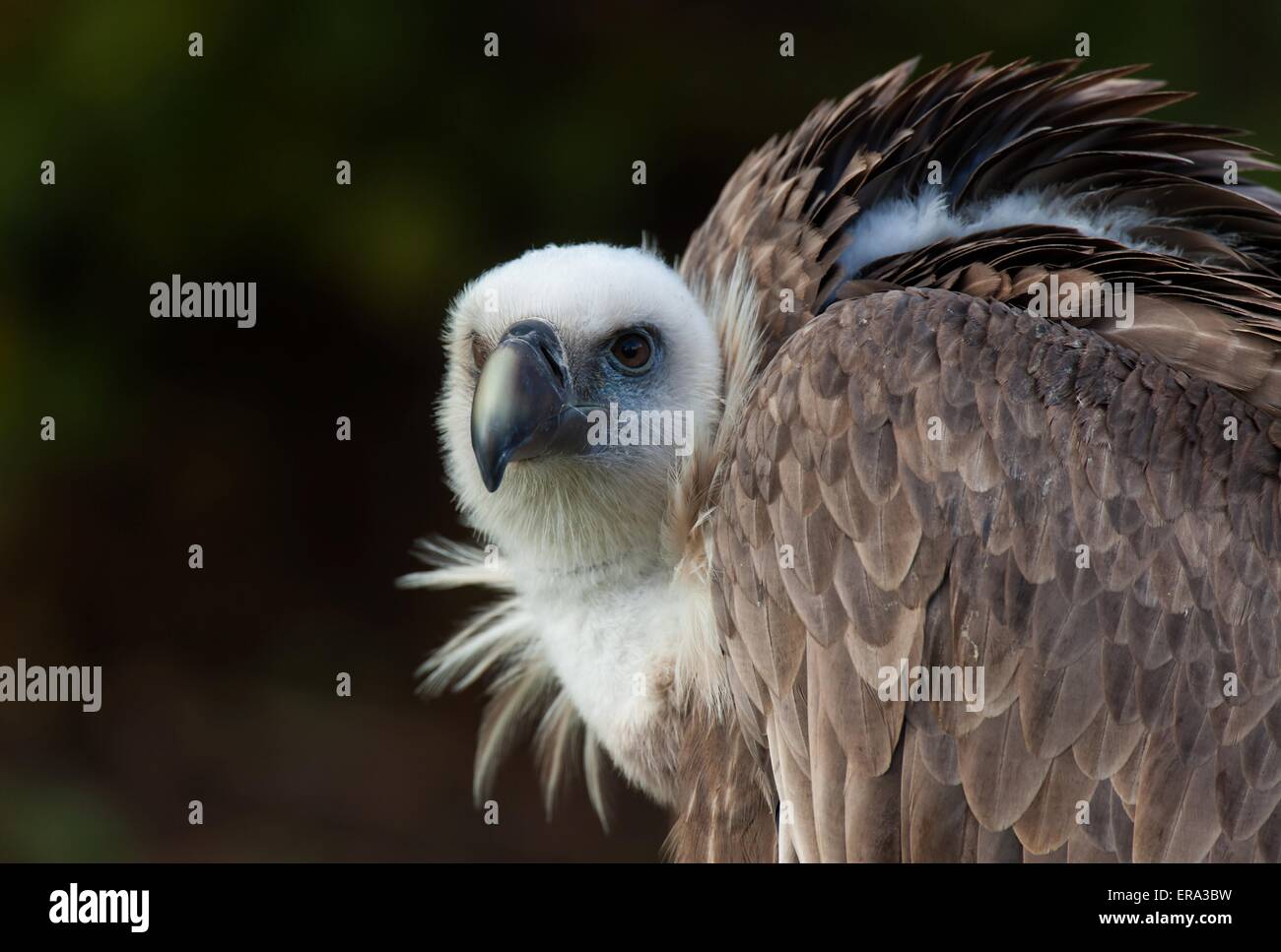 Eurasian griffon portrait Stock Photo - Alamy