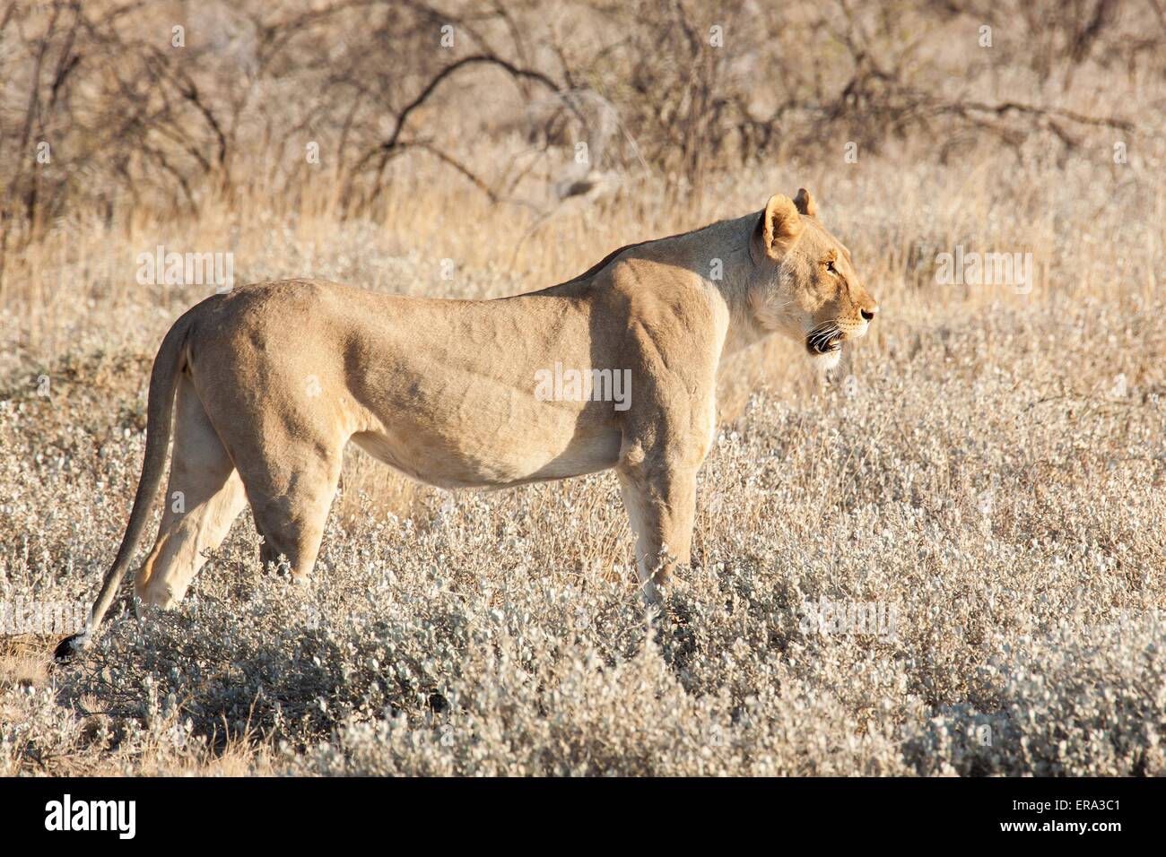 Lioness side profile wild hi-res stock photography and images - Alamy