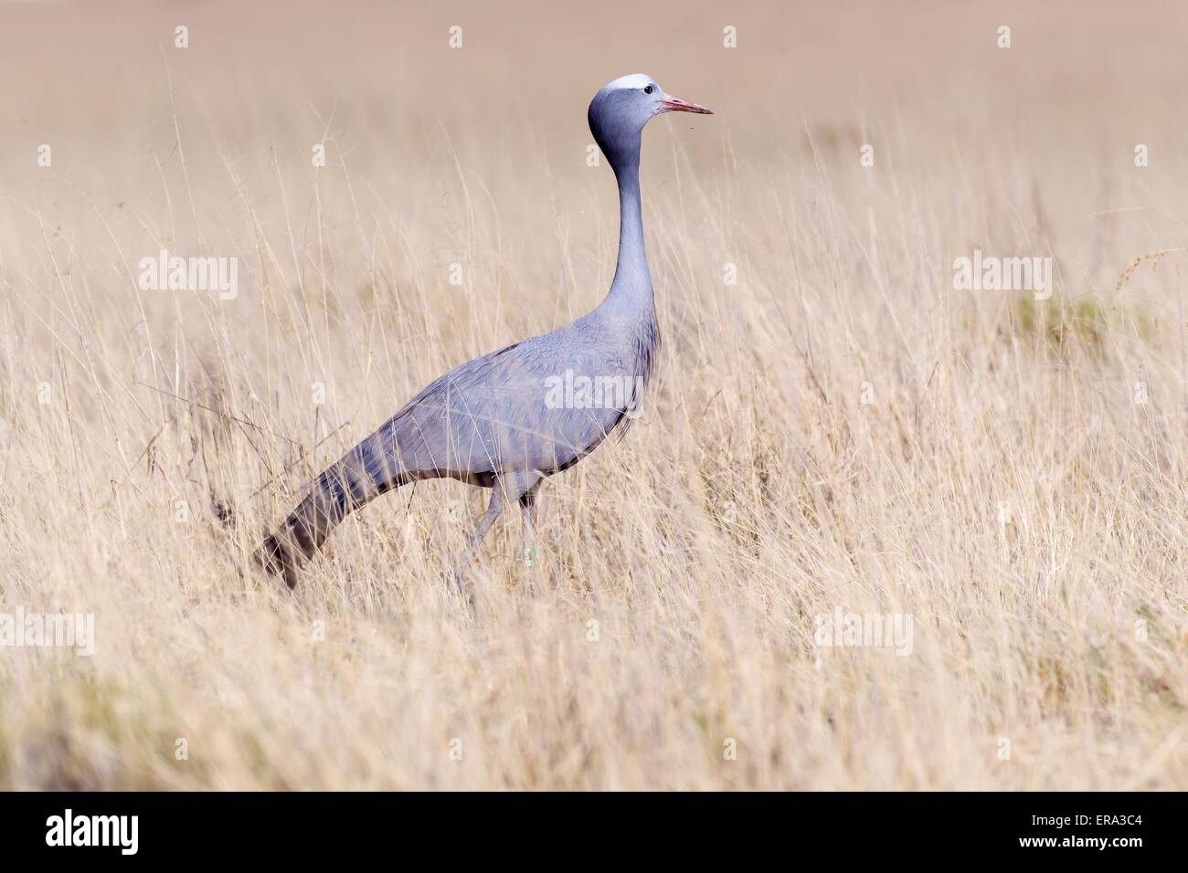 Blue crane hi-res stock photography and images - Alamy