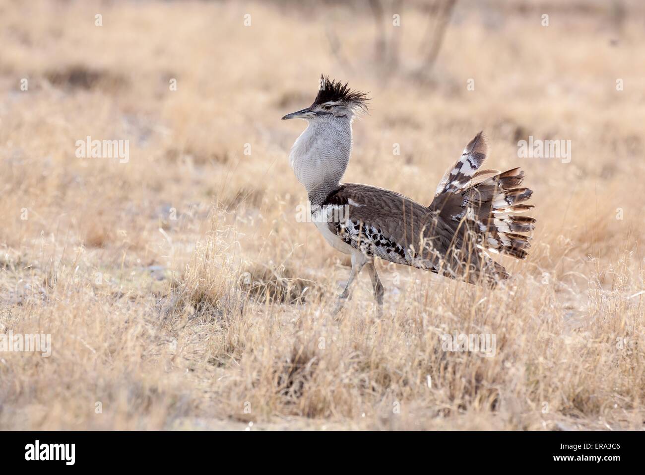 1 kori hi-res stock photography and images - Alamy