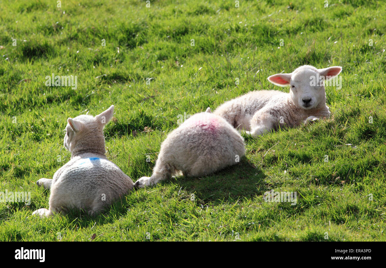 Three lambs relaxing in the afternoon sun, Shropshire, England, Europe ...