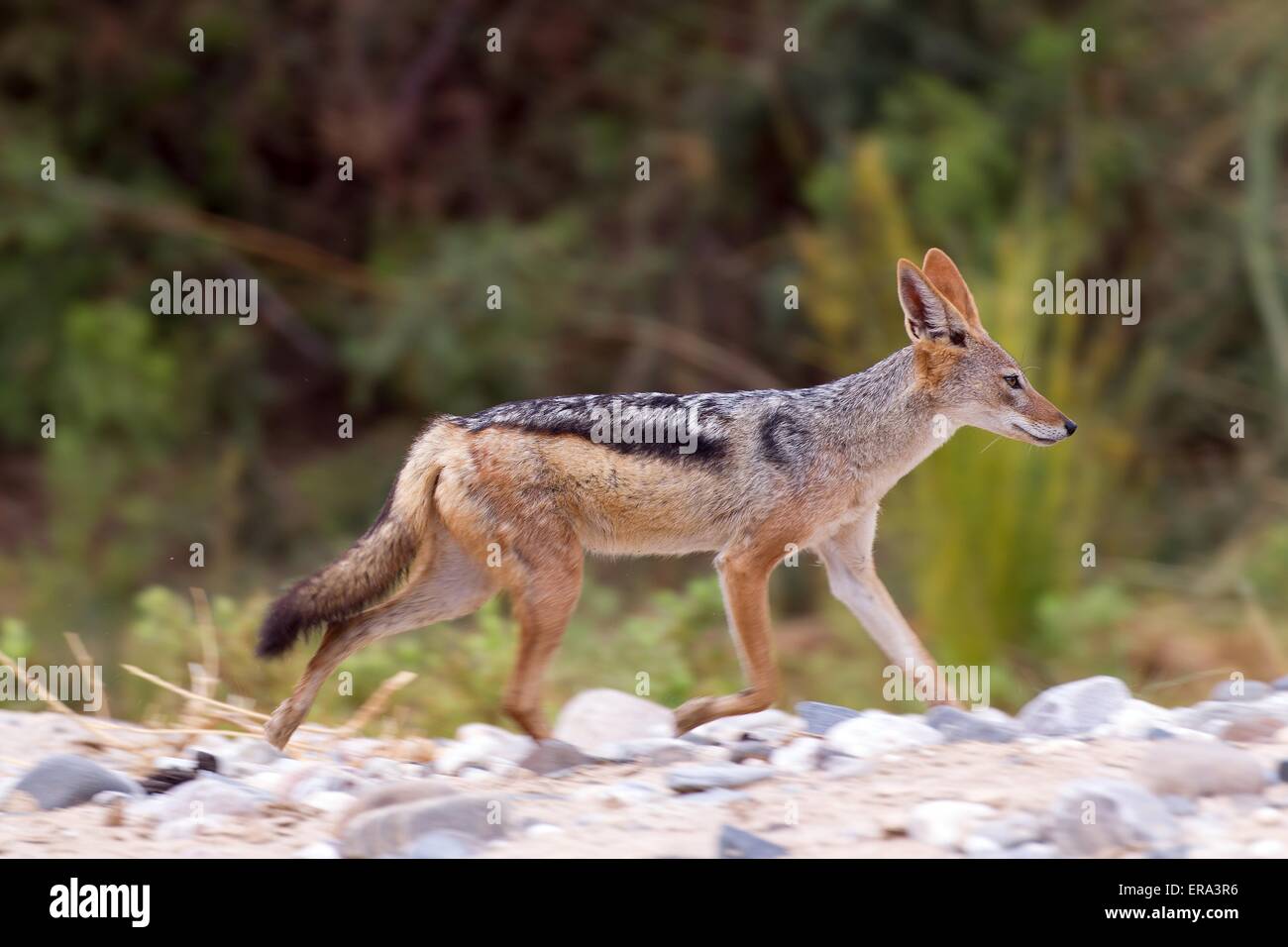 Black backed jackal running hi-res stock photography and images - Alamy