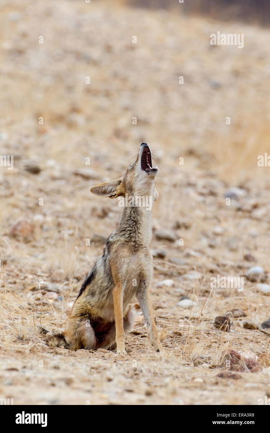 Black backed jackals howling hi-res stock photography and images - Alamy