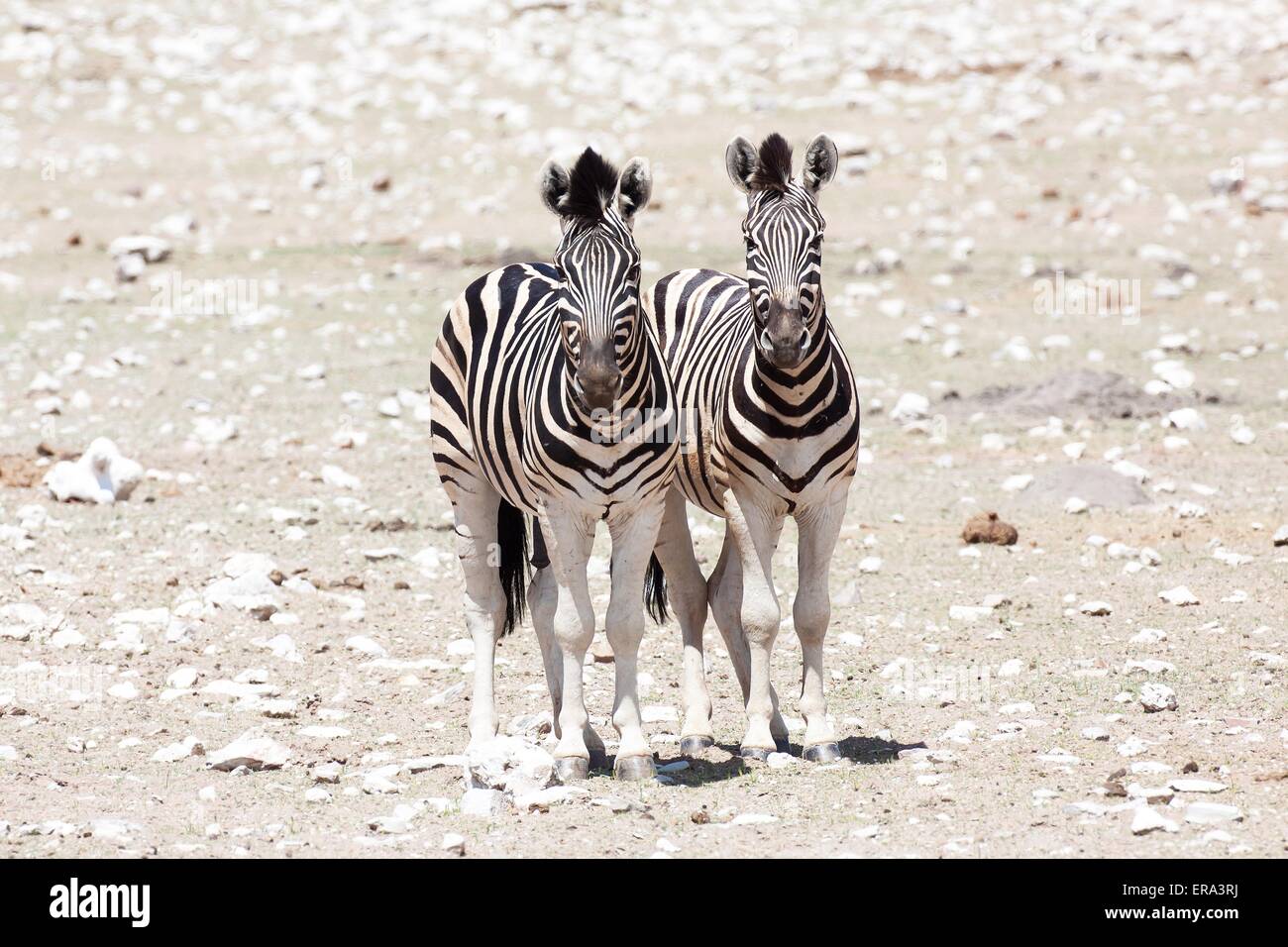 Black soil plains hi-res stock photography and images - Alamy