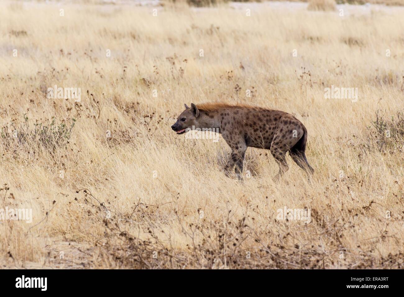 Hyena side profile hi-res stock photography and images - Alamy