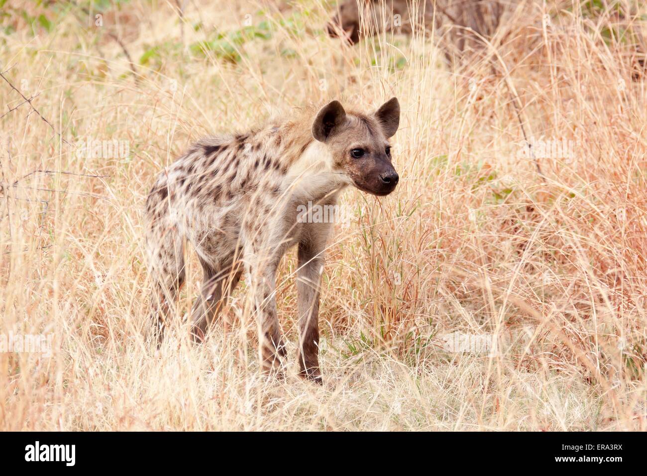 Side view spotted hyena standing hi-res stock photography and images ...