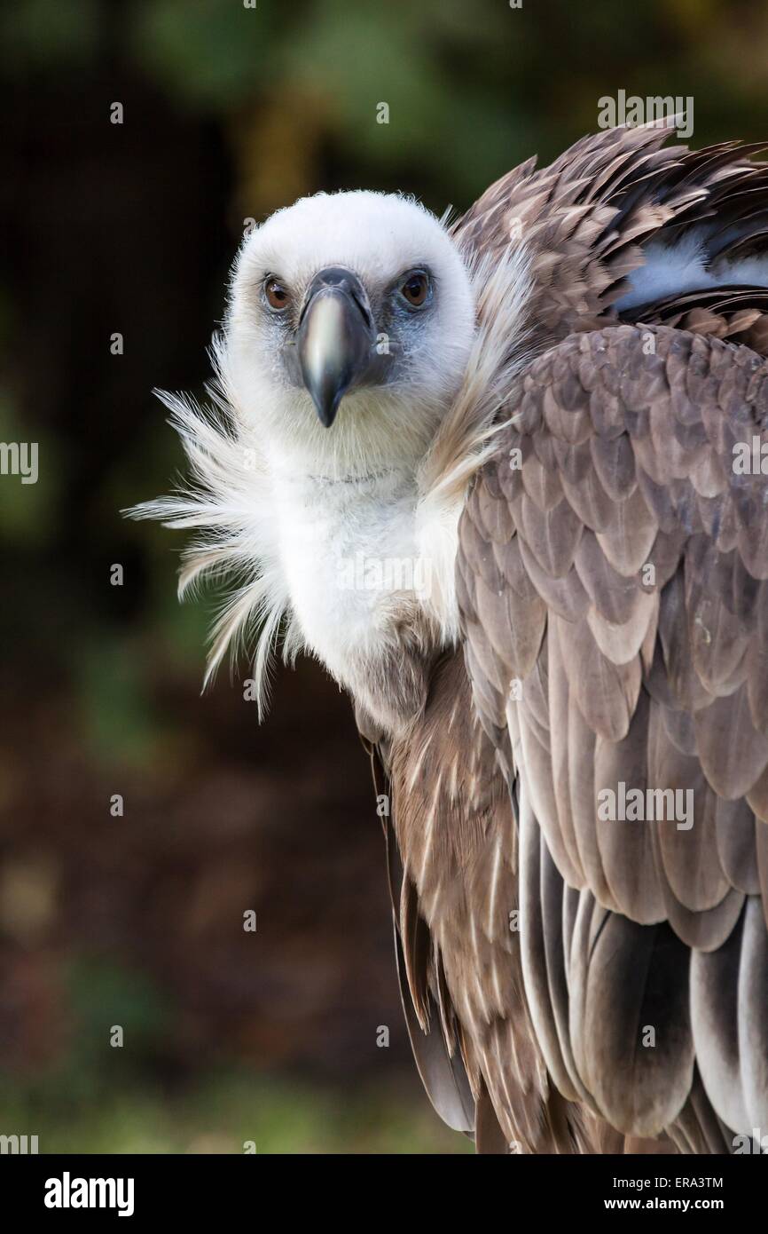 Eurasian griffon hi-res stock photography and images - Alamy