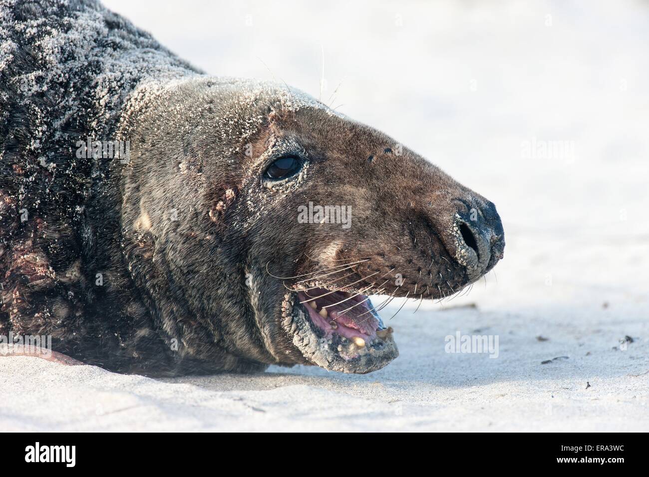 Opened seal hi-res stock photography and images - Alamy