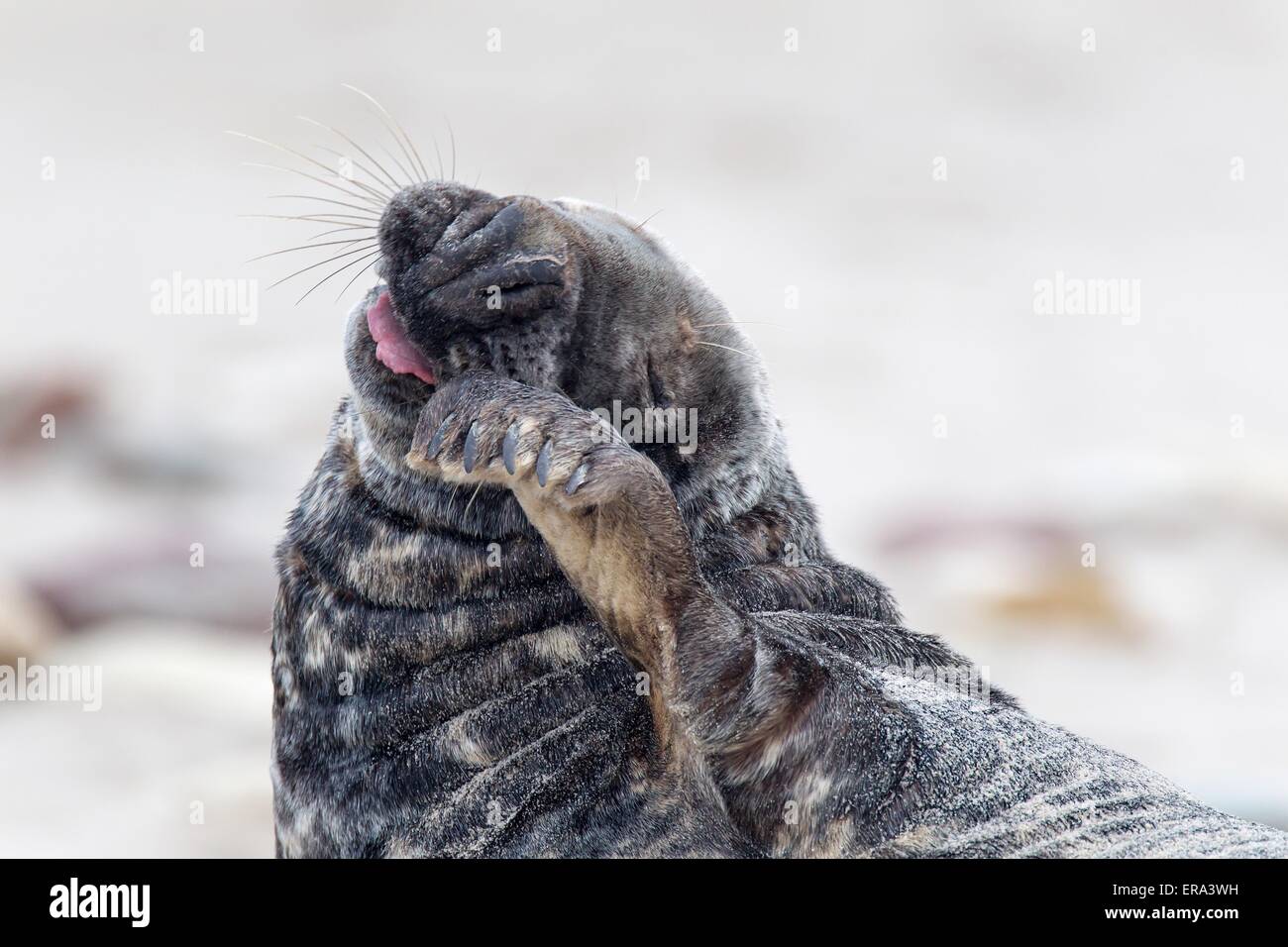 Adult male grey seal bull hi-res stock photography and images - Alamy