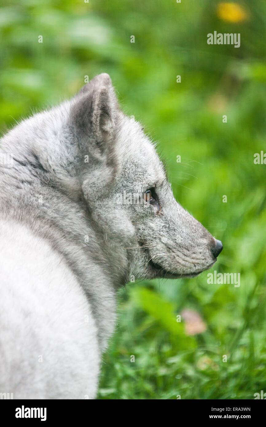 Rear view of foxes hi-res stock photography and images - Alamy